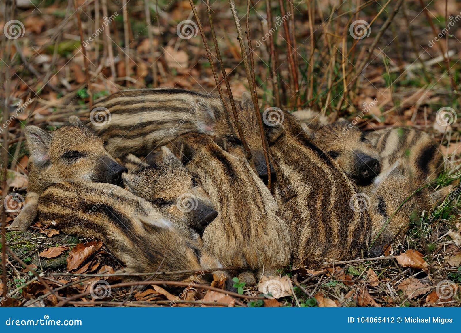 Wild Boar Piglets Sleep Together, Spring Stock Photo - Image of mammal ...