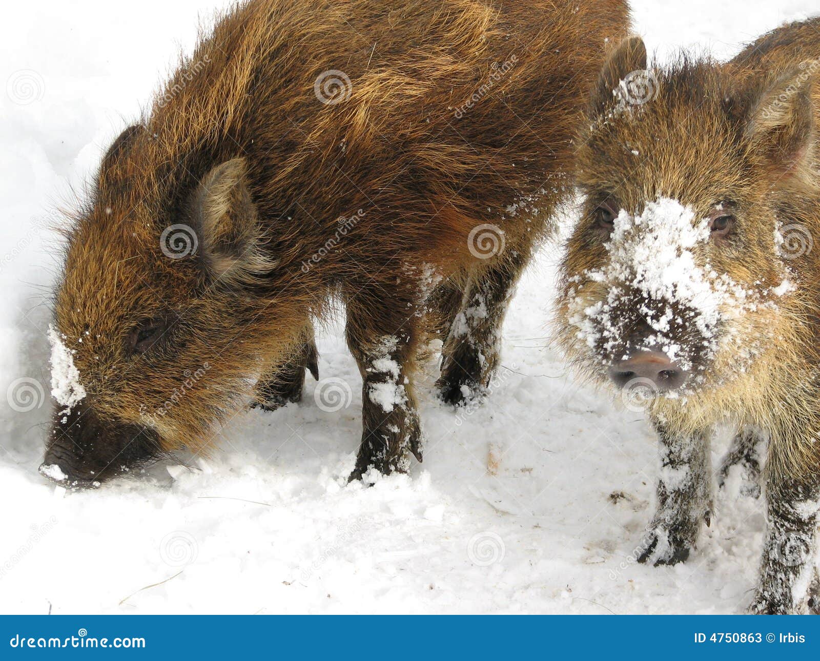 Wild Boar Piglets in Winter Stock Image - Image of covered, animals ...