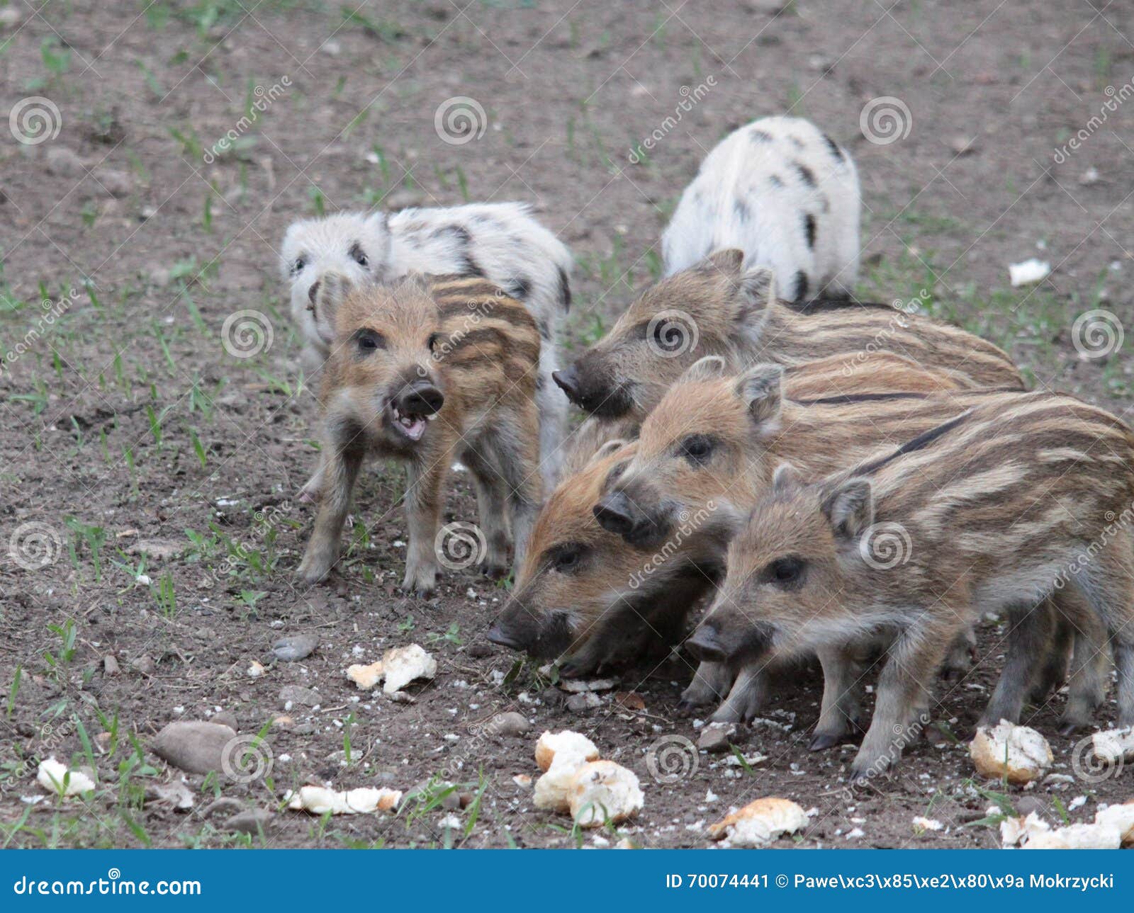 Wild boar stock image. Image of teeth, closeup, portrait - 70074441