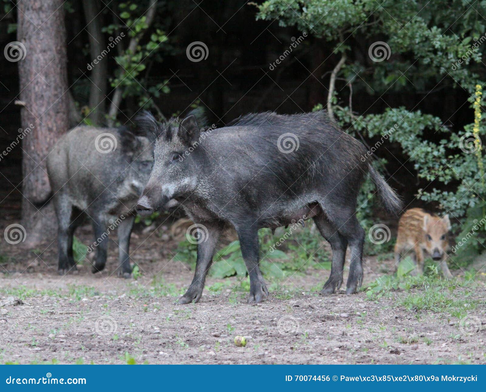 Wild boar stock photo. Image of female, trees, animal - 70074456