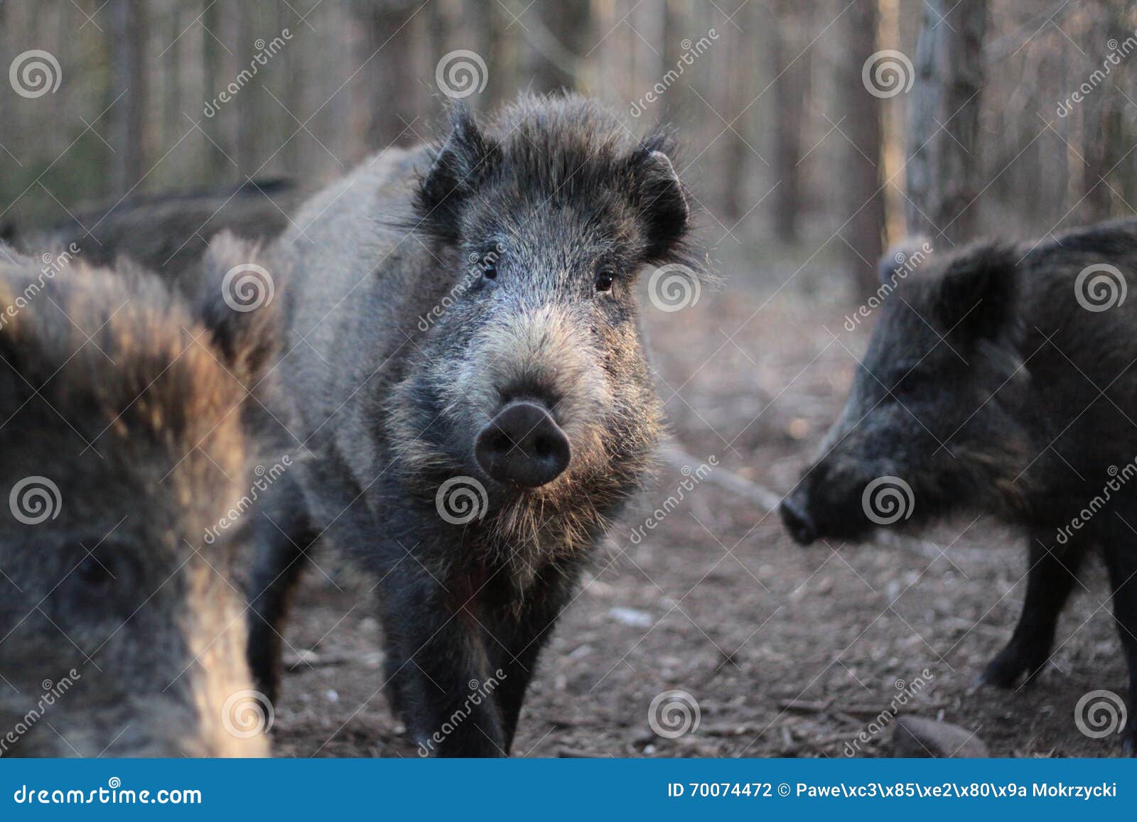 Wild boar stock photo. Image of scrofa, animal, teeth - 70074472