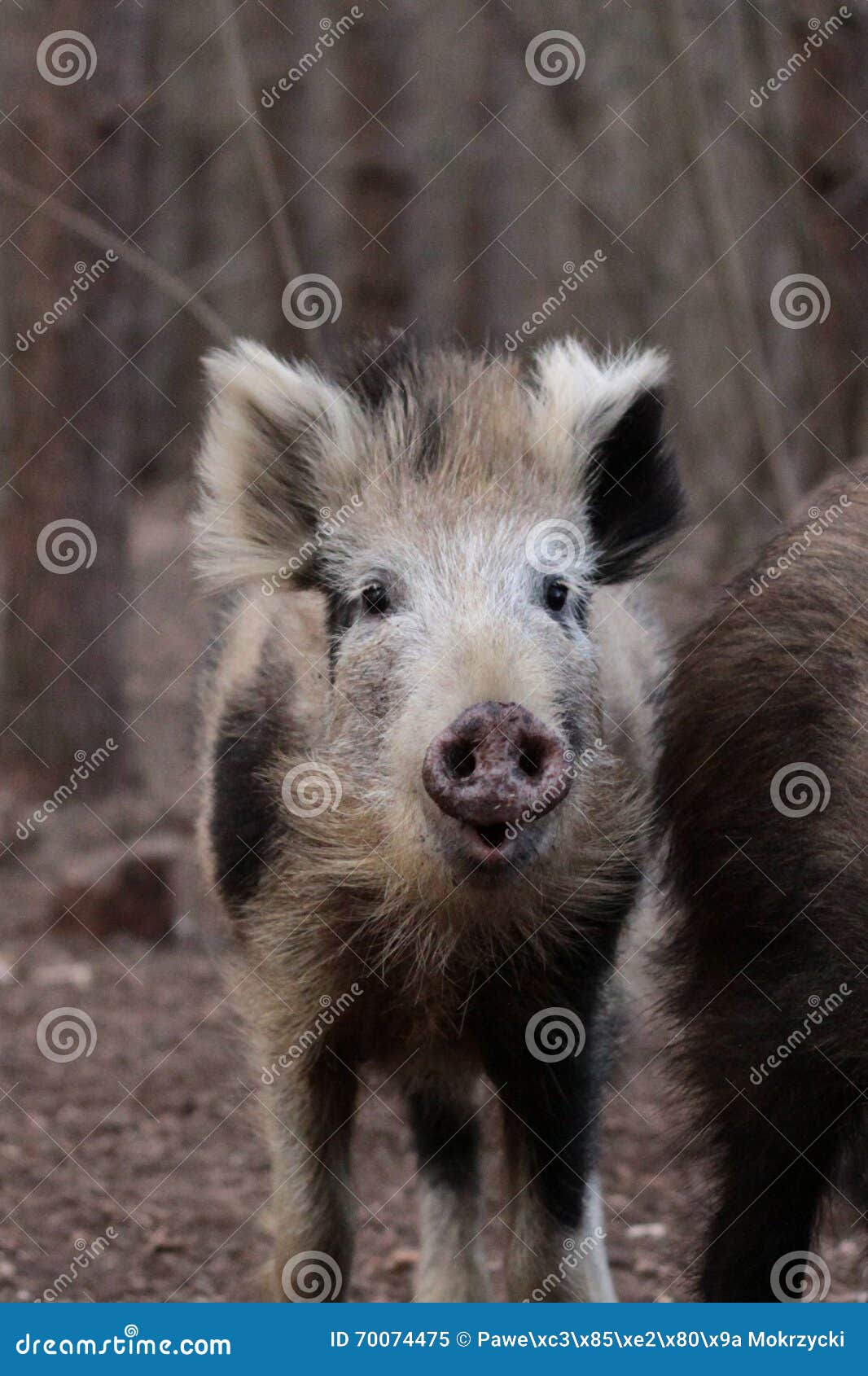 Wild boar stock image. Image of wildboar, portrait, tusk - 70074475