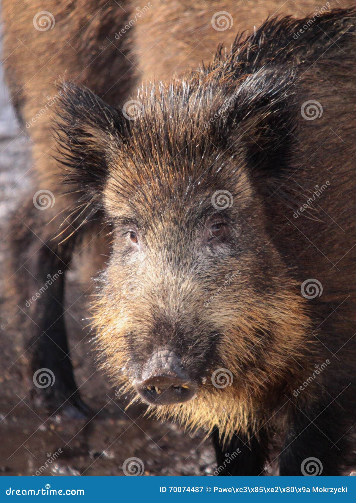 Wild boar stock image. Image of scrofa, grass, boar, branches - 70074487