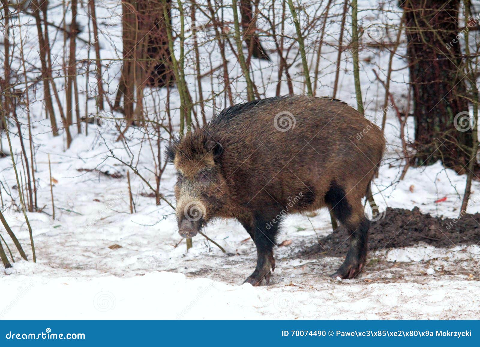 Wild boar stock photo. Image of hunting, wild, wildlife - 70074490