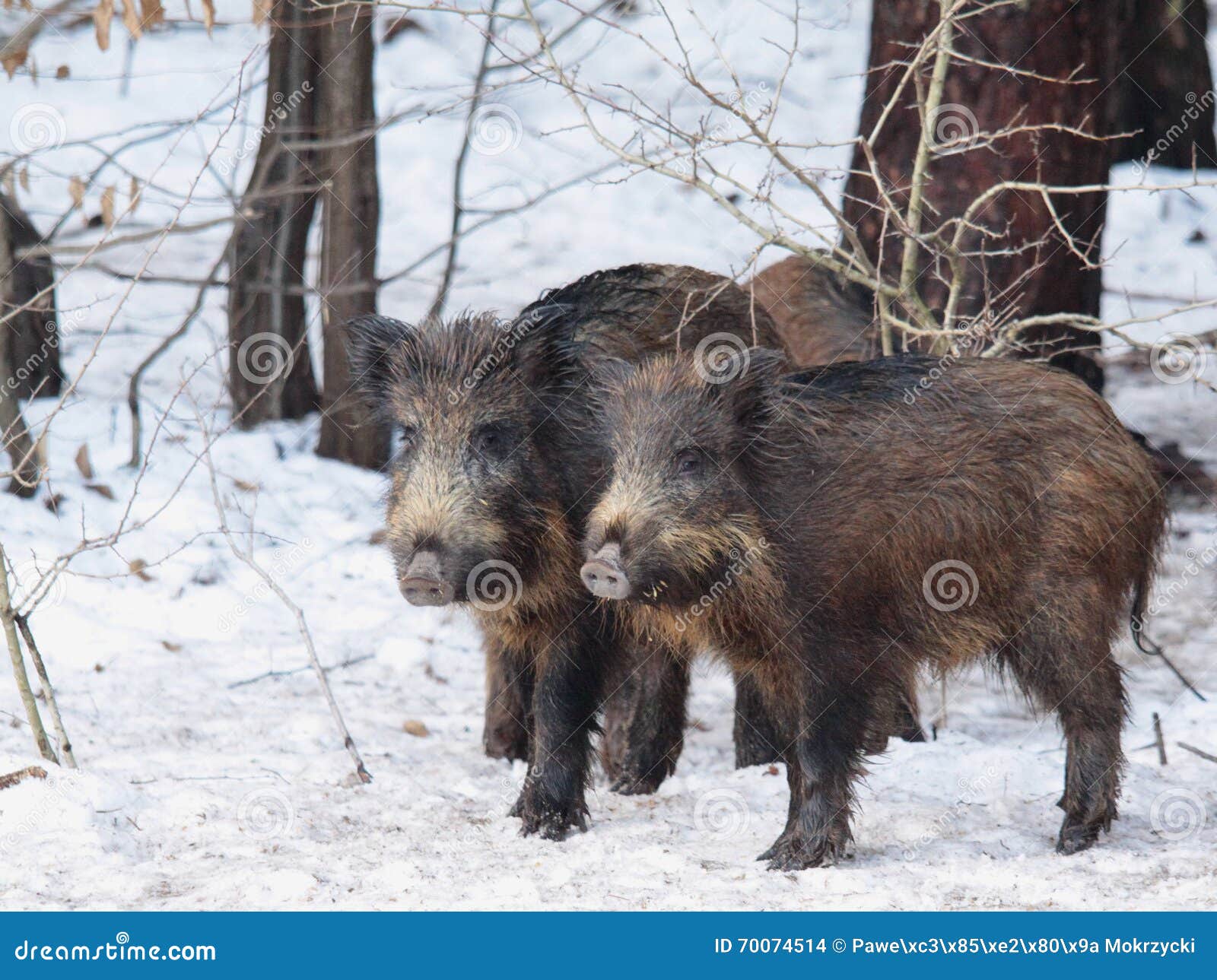 Wild boar stock photo. Image of female, attack, teeth - 70074514