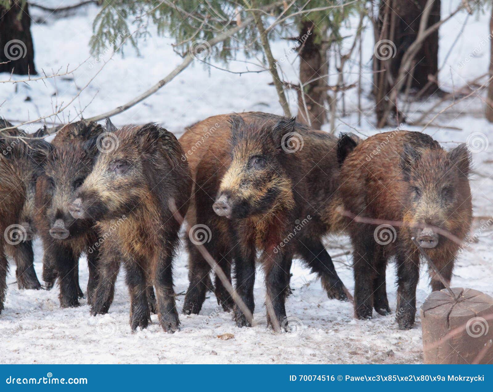 Wild boar stock photo. Image of young, wildboar, grass - 70074516