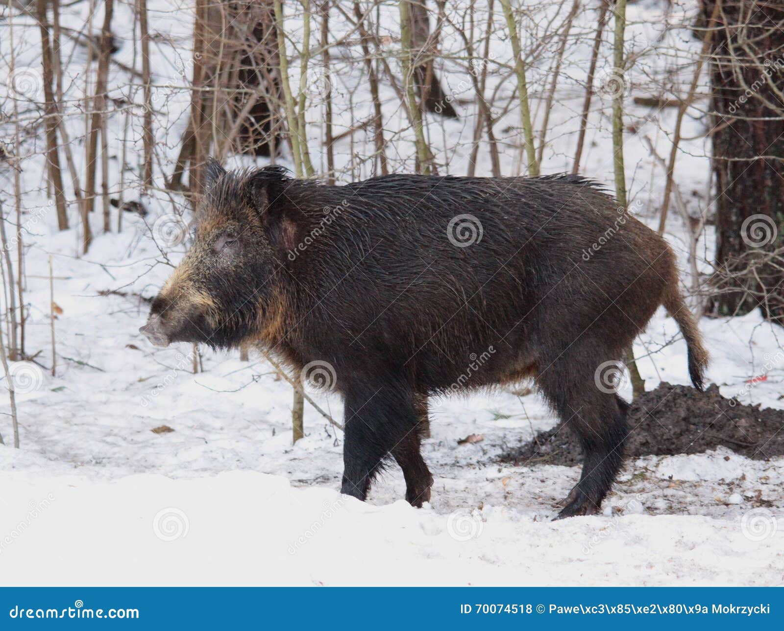 Wild boar stock photo. Image of hunting, wildboar, tusk - 70074518
