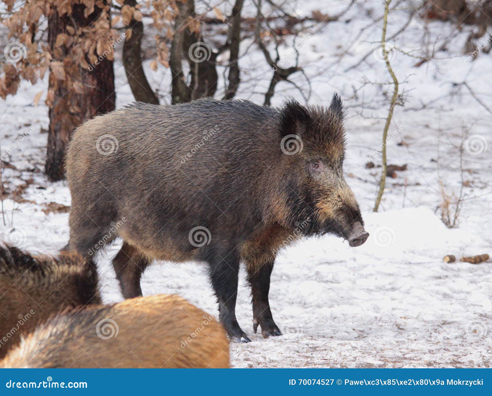 Wild boar stock image. Image of forest, trees, dangerous - 70074527