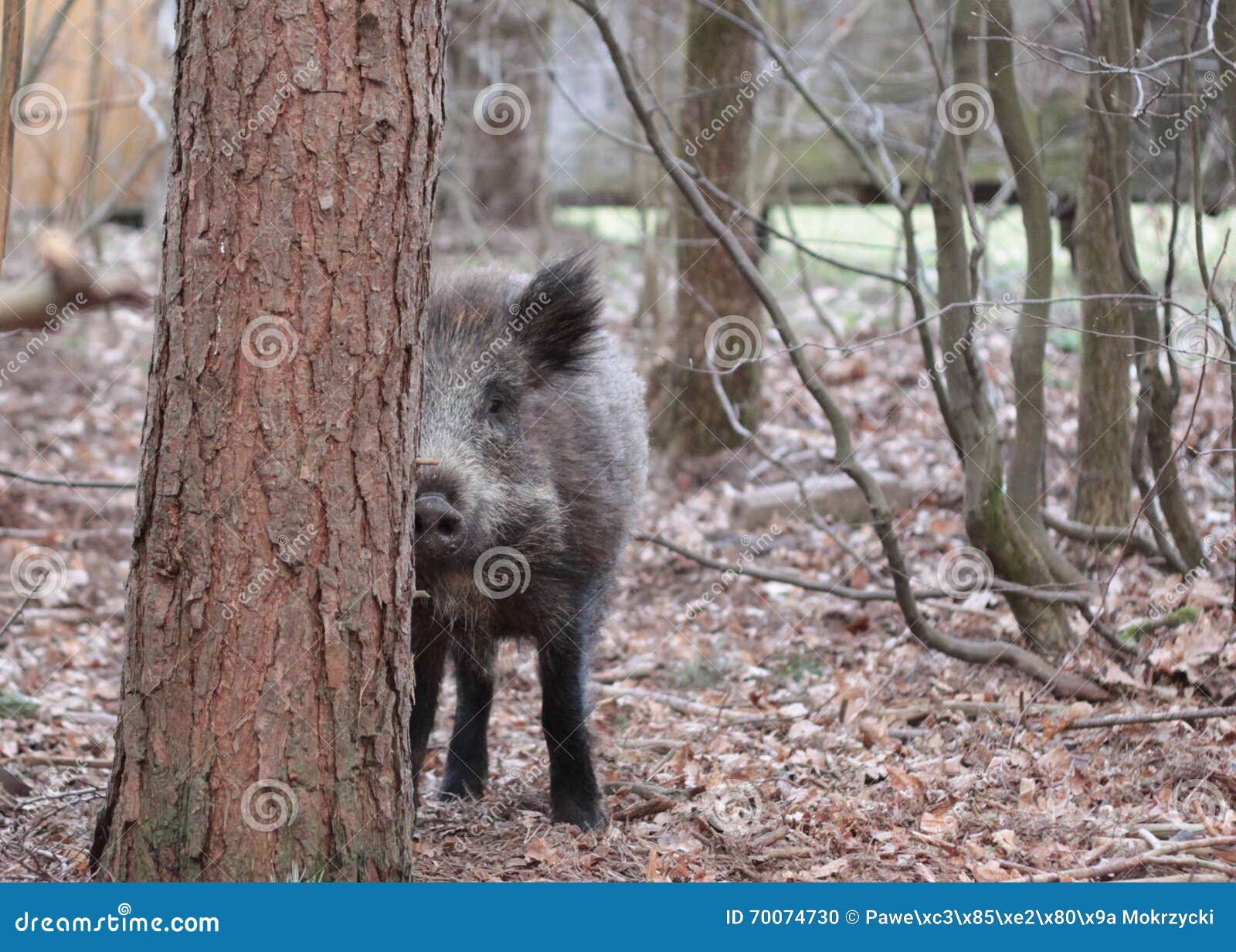 Wild boar stock photo. Image of wildboar, boar, young - 70074730