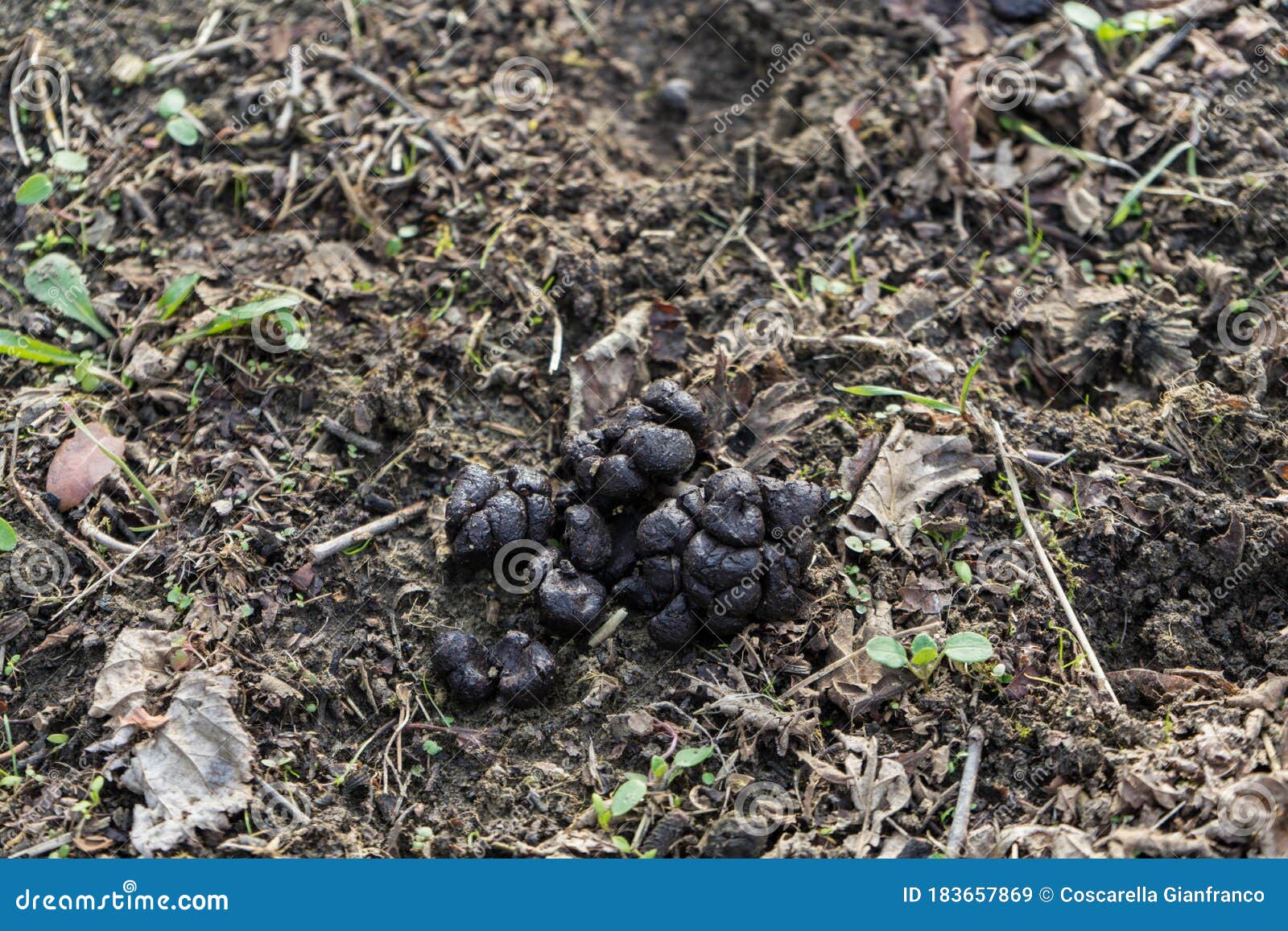 Wild boar poop stock image. Image of waste, market, eating - 183657869