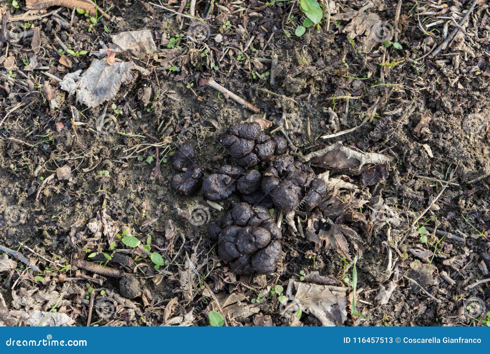 Wild boar poop stock image. Image of poop, waste, nature - 116457513