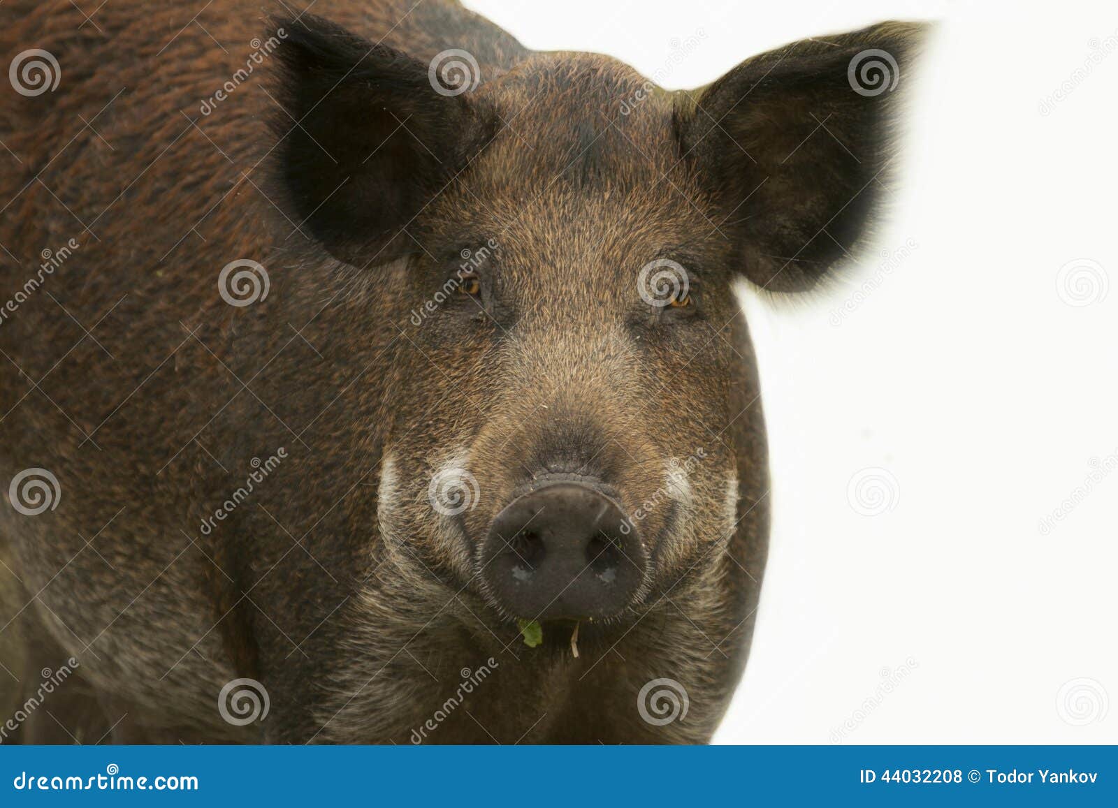 Wild boar stock photo. Image of creature, mammal, wildlife - 44032208