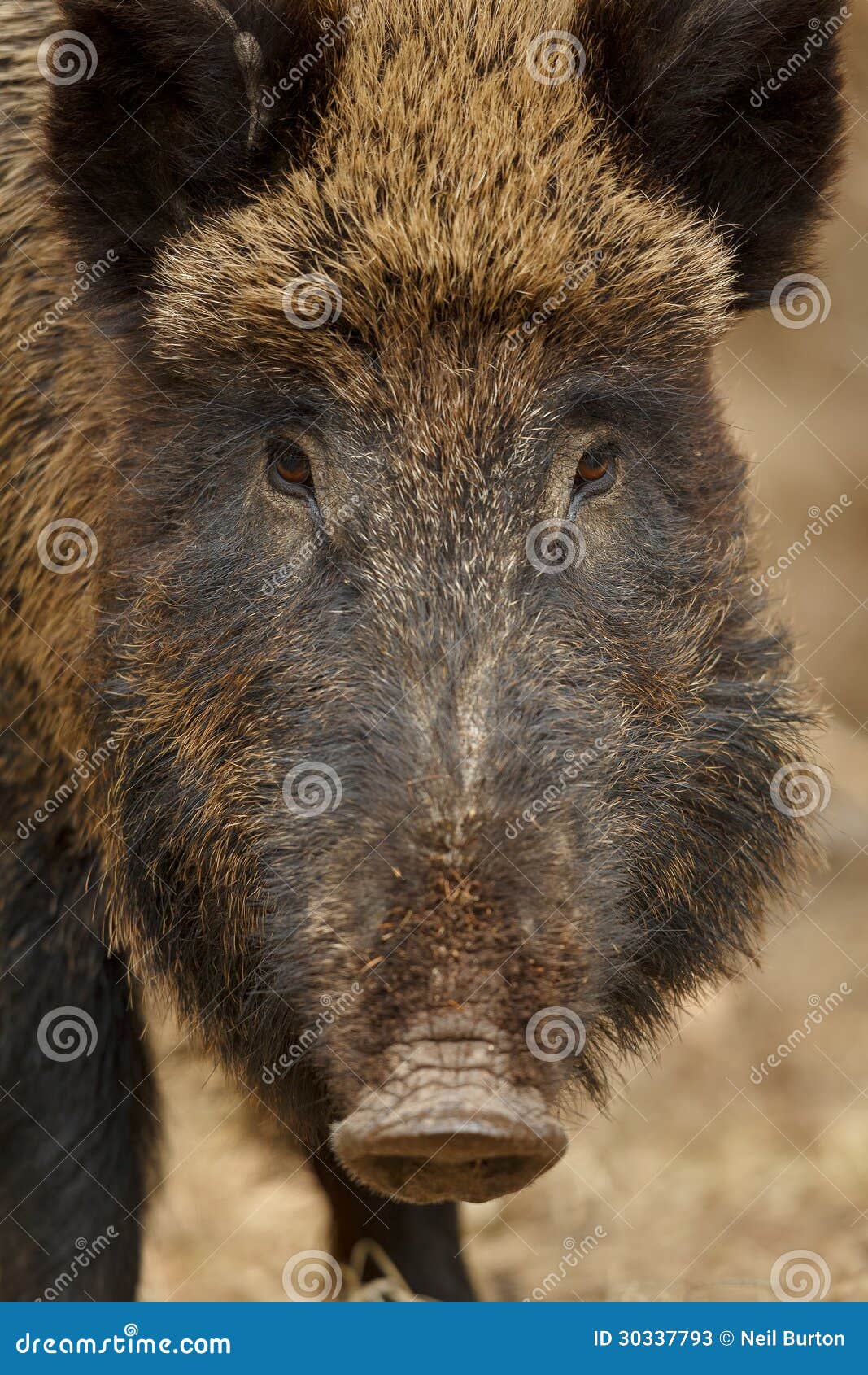Wild boar portrait stock image. Image of sounder, wild - 30337793