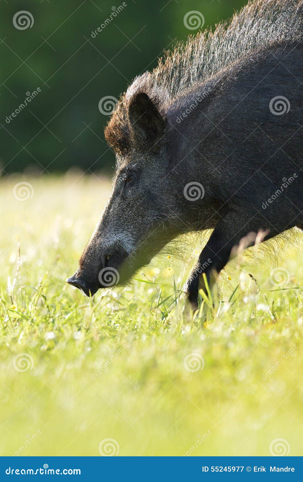 Wild boar portrait stock image. Image of danger, hunted - 55245977