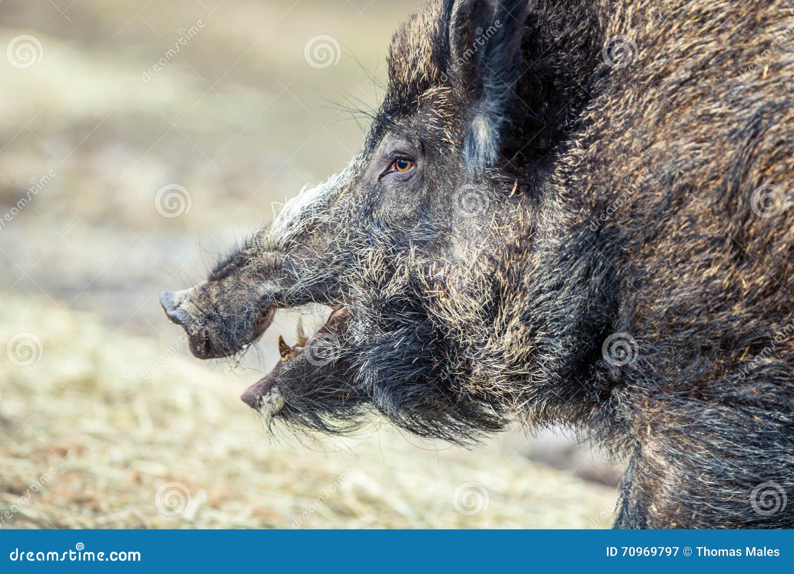 Wild boar stock image. Image of artiodactyla, open, hair - 70969797