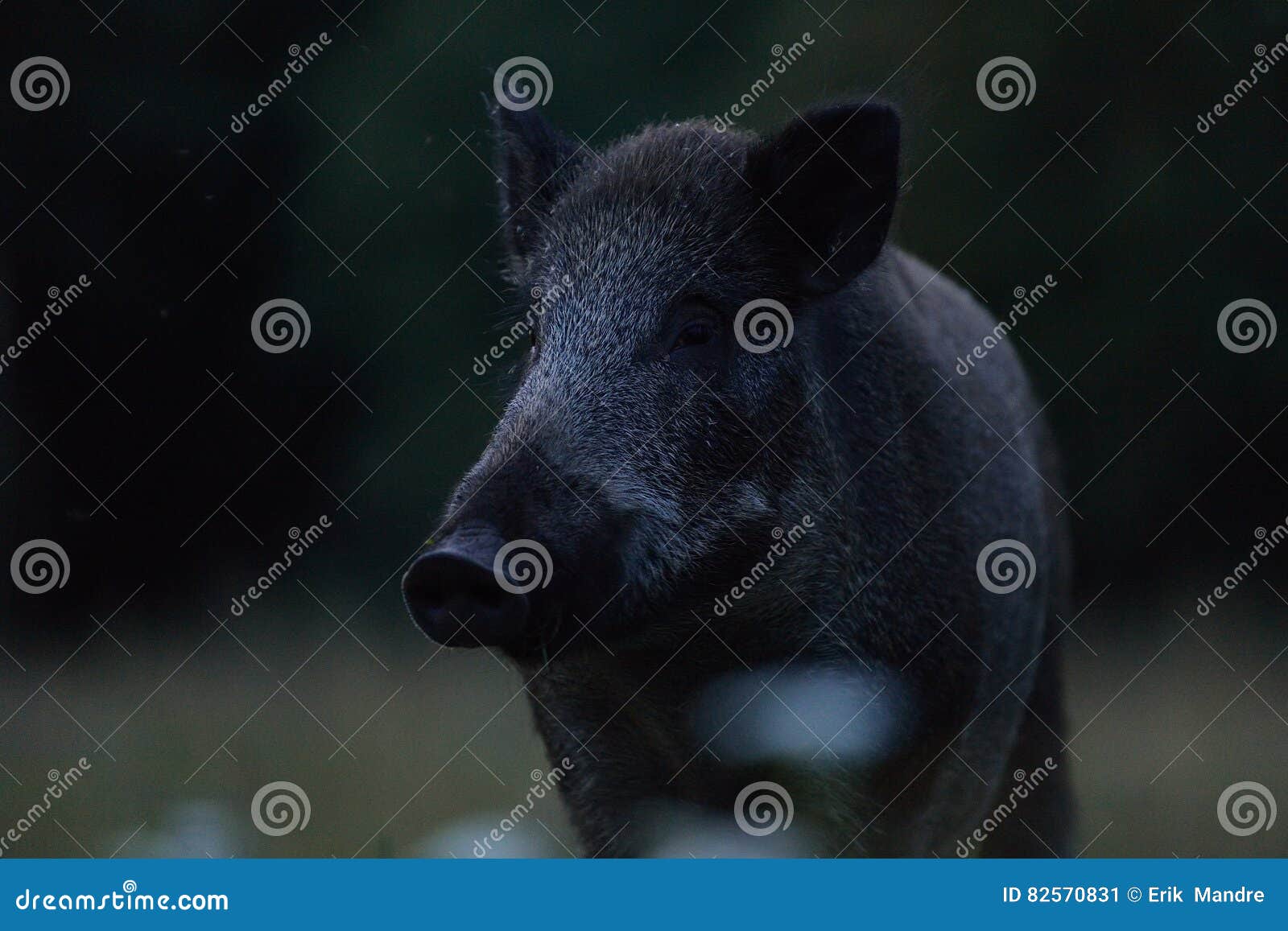 Wild boar portrait stock image. Image of forest, animal - 82570831