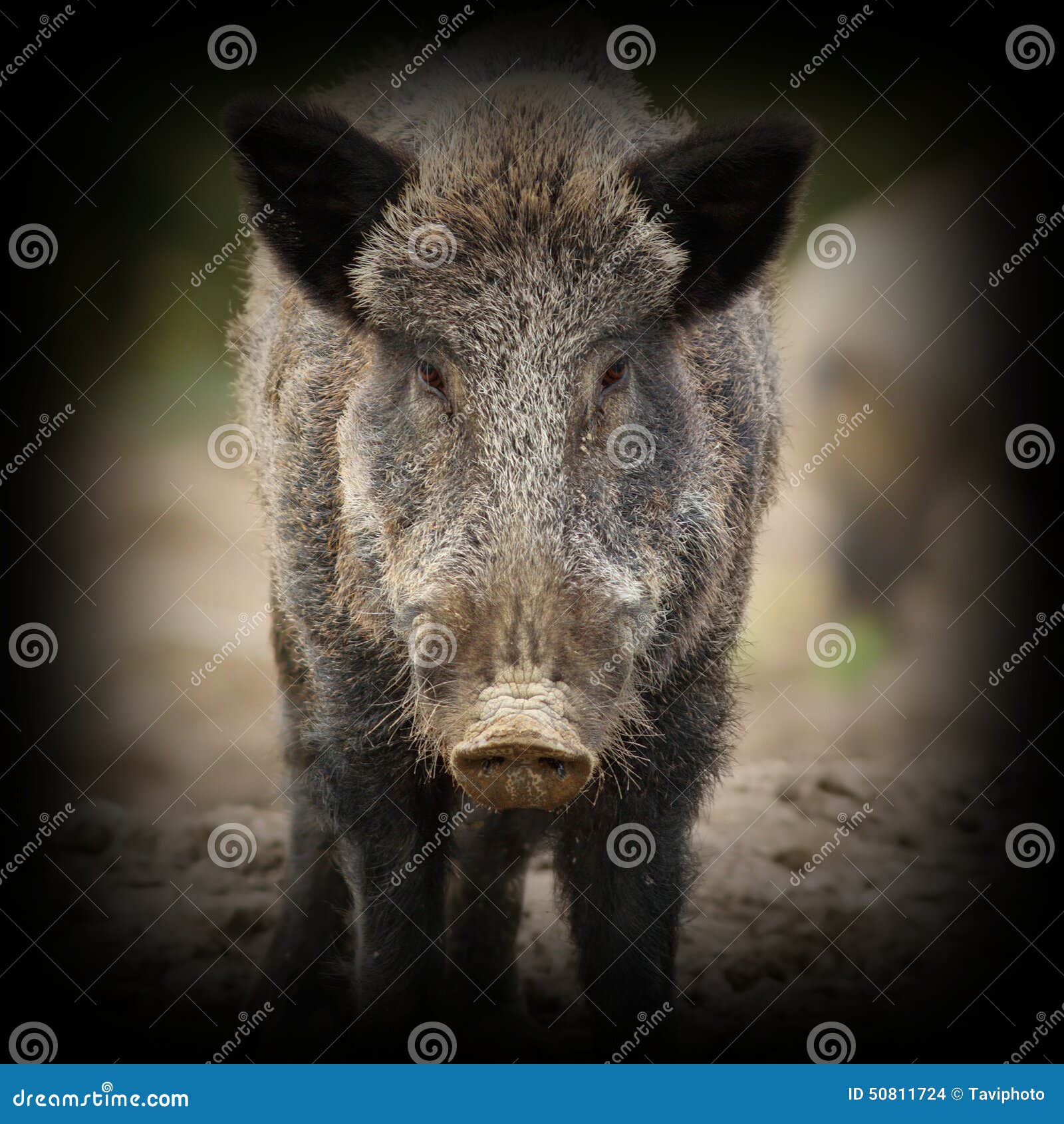 Wild Boar Portrait with Vignette Stock Photo - Image of wild, front ...