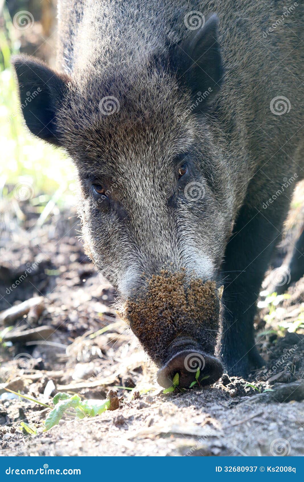 Wild boar portrait stock image. Image of ears, mammal - 32680937