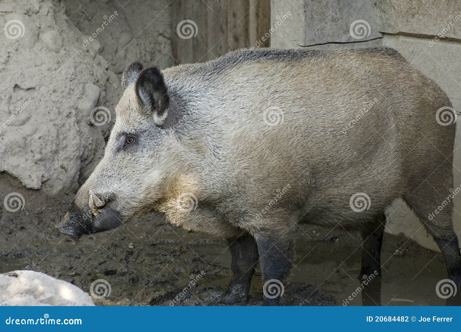 Wild Boar Profile stock photo. Image of horizontal, vertebrate - 20684482