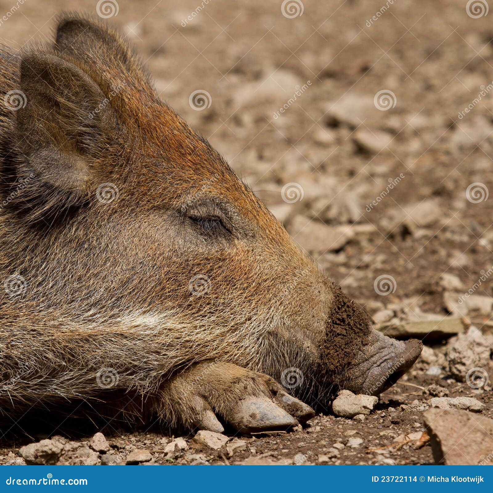 A wild boar is resting stock photo. Image of boar, muddy - 23722114