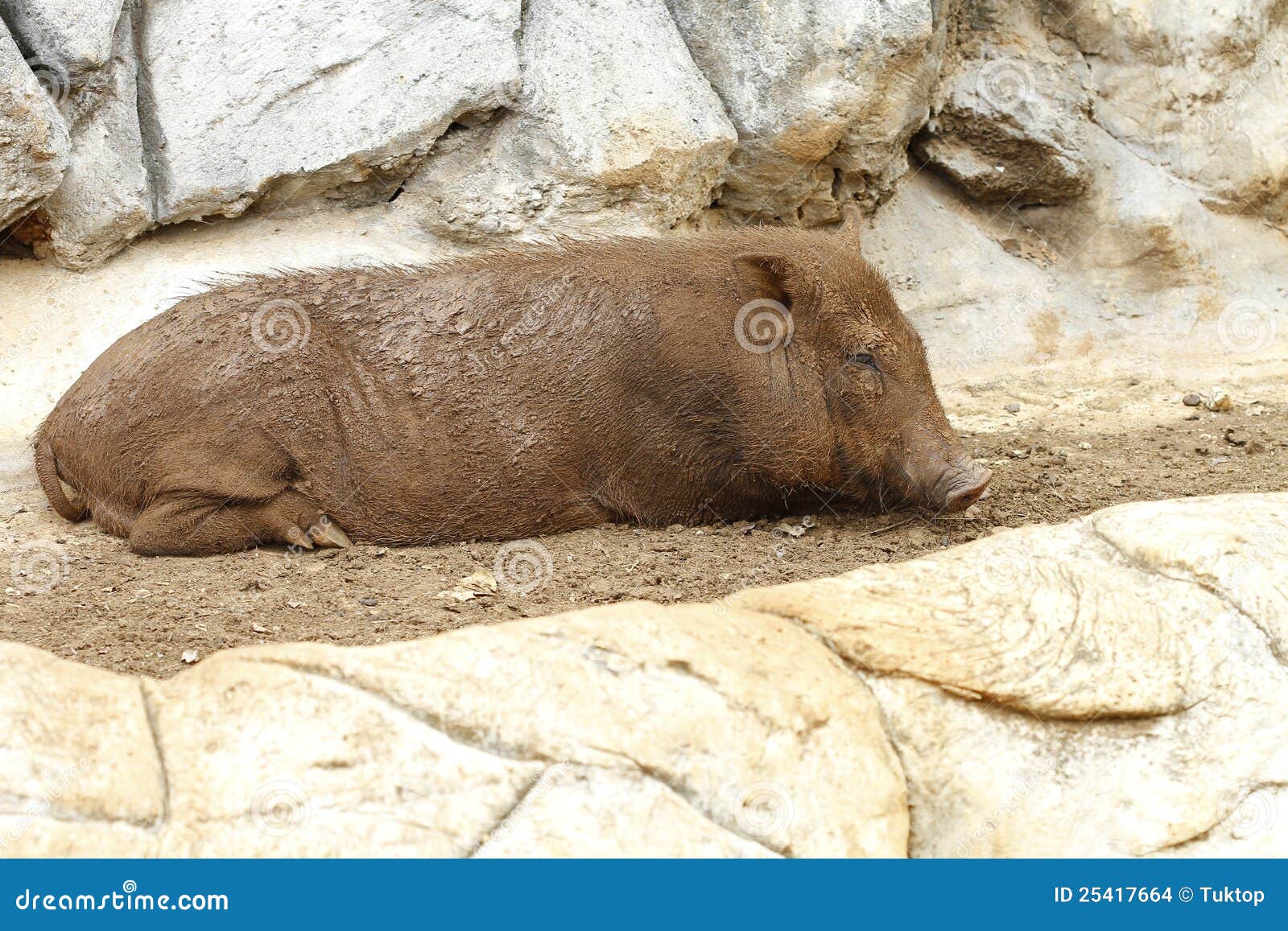 Wild Boar Resting stock photo. Image of strength, animals - 25417664