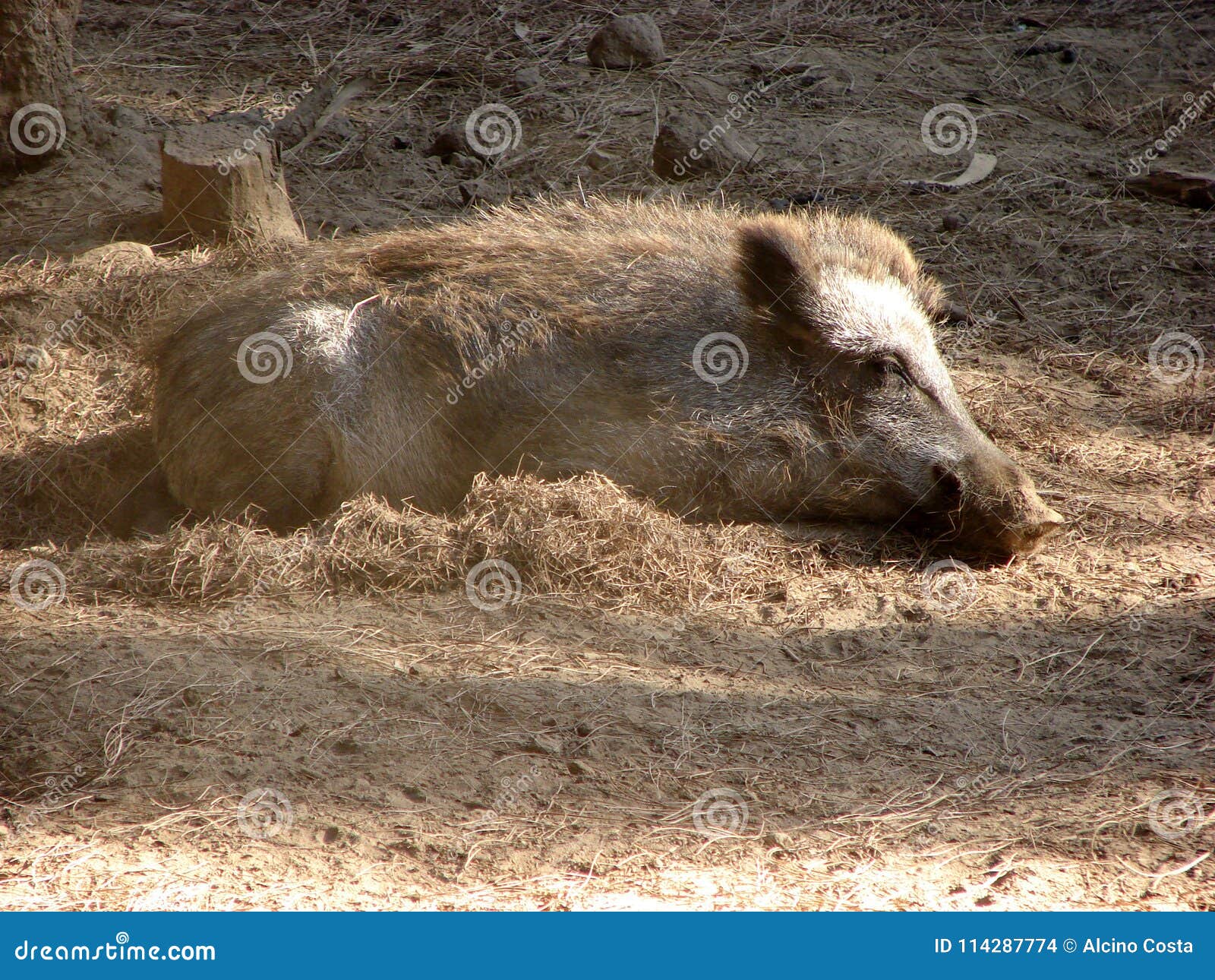 Wild Boar Resting Lying Down Stock Photo - Image of lying, boar: 114287774