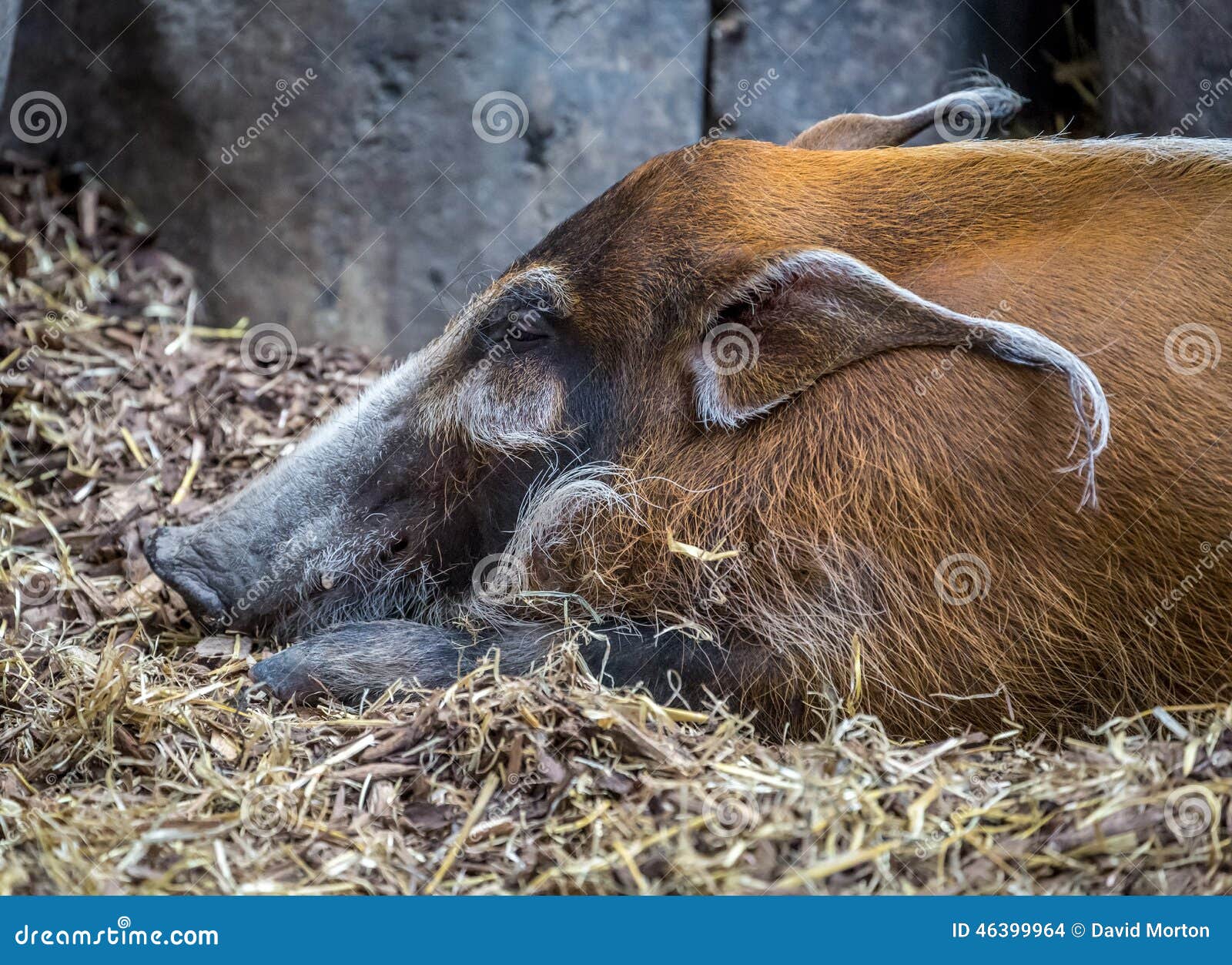 Wild boar stock photo. Image of boar, hair, wild, snout - 46399964