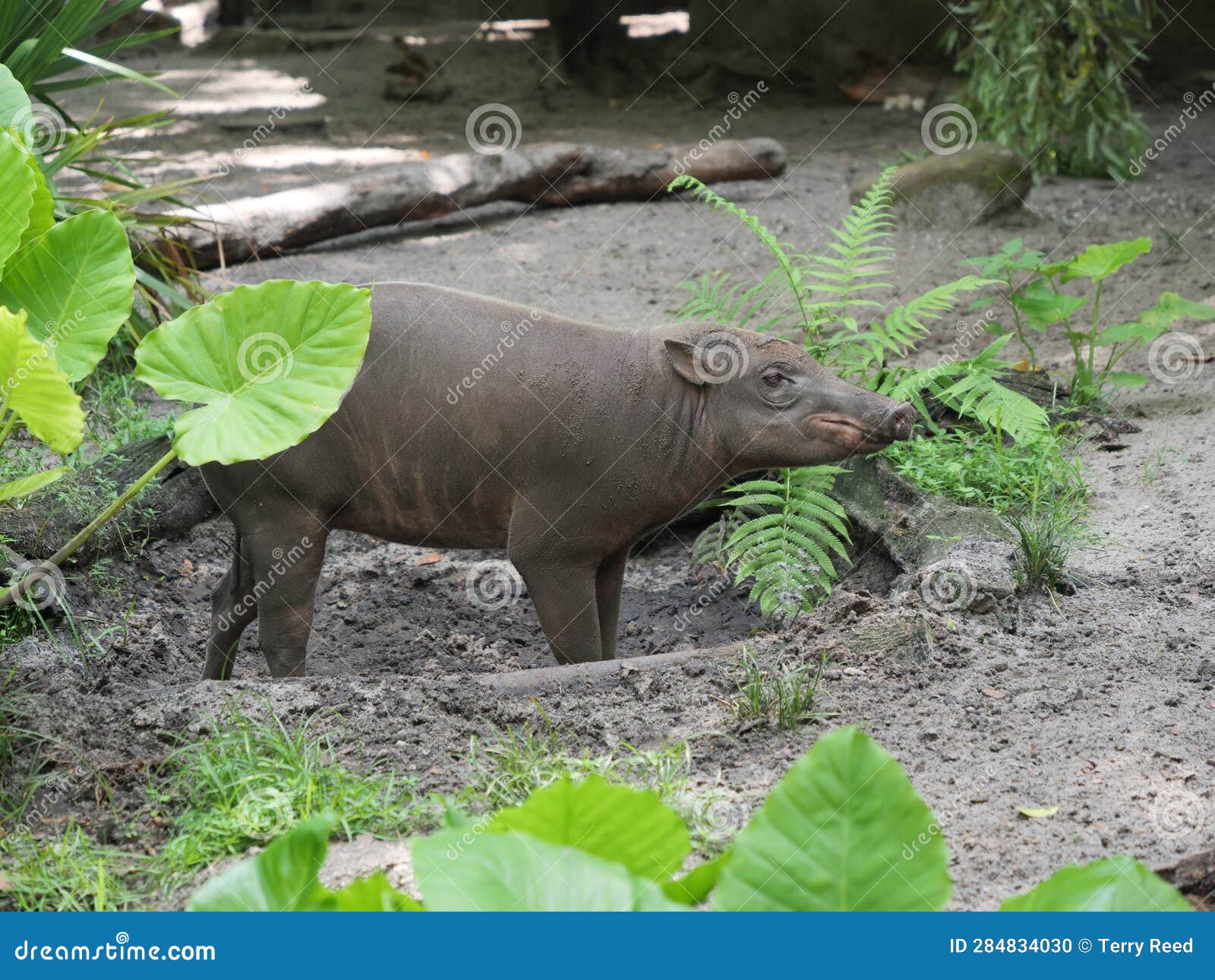 A Wild Boar Roaming Around His Environment Stock Photo - Image of ...