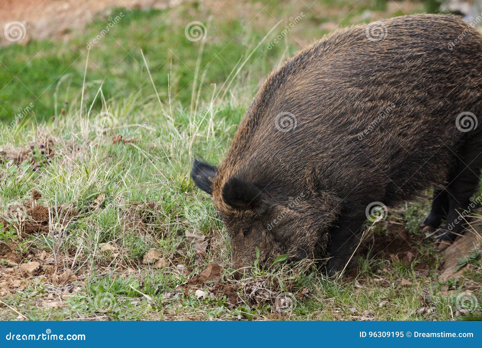 Wild boar rooting in stock image. Image of harm, ground - 96309195