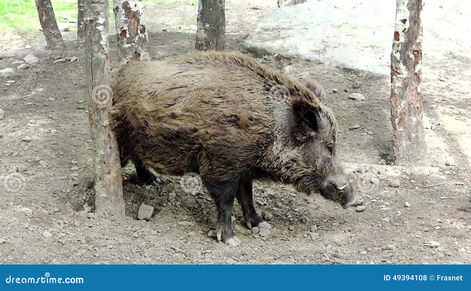 Wild Boar Rubbing Its Back Against a Tree Stock Footage - Video of ...