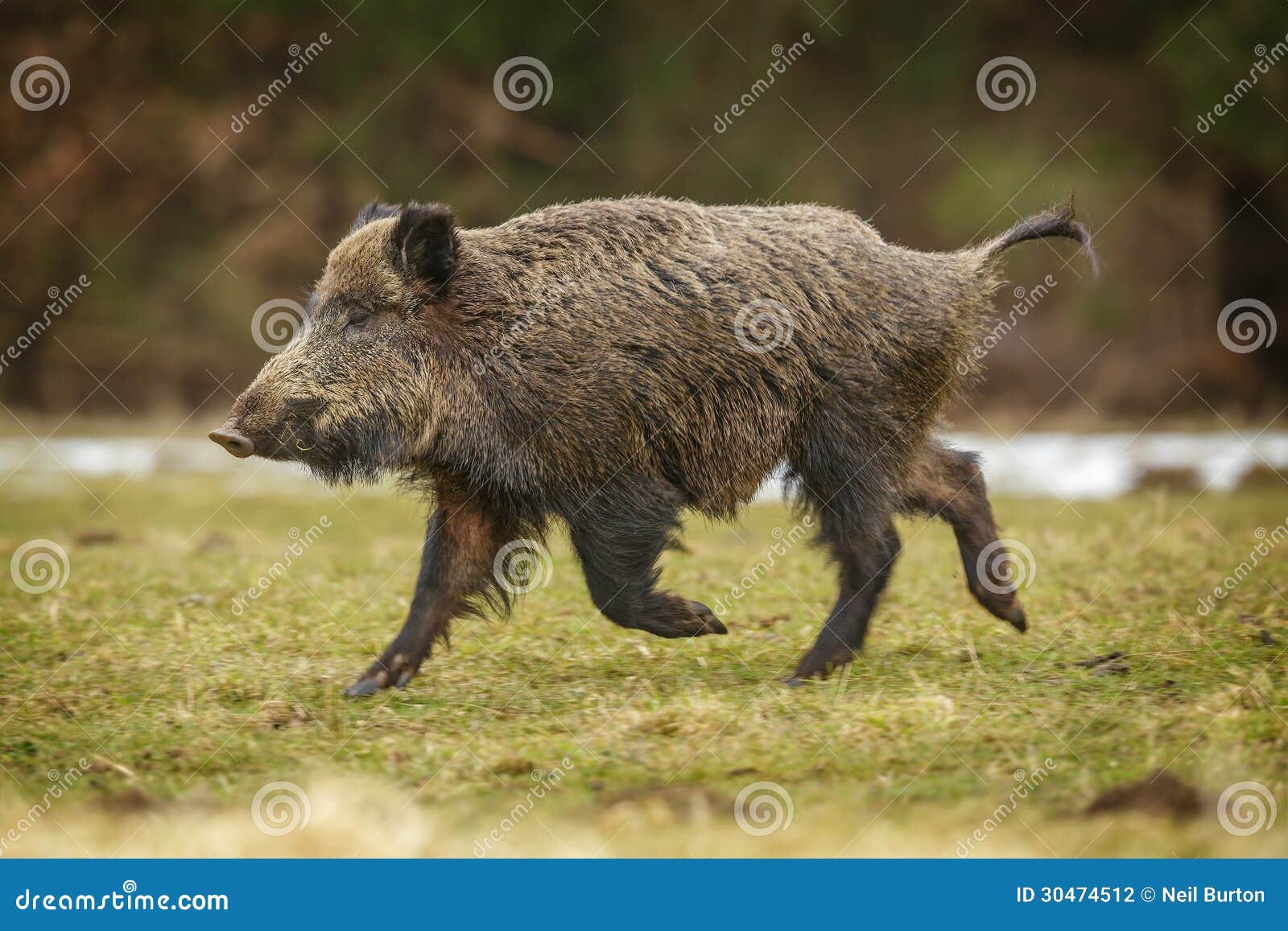 Wild boar running stock photo. Image of cold, grass, charge - 30474512