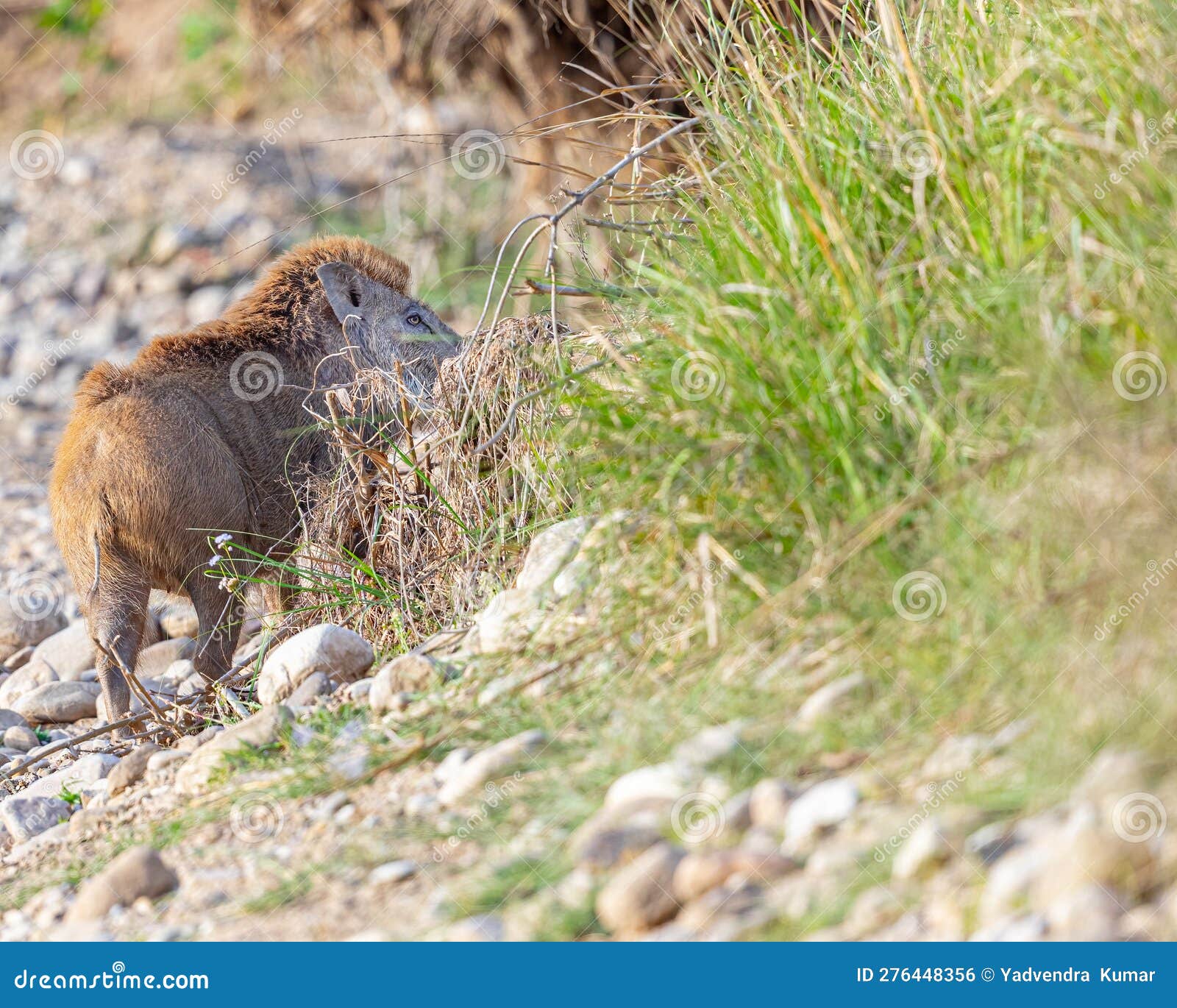 A Wild Boar running stock photo. Image of forest, formidable - 276448356
