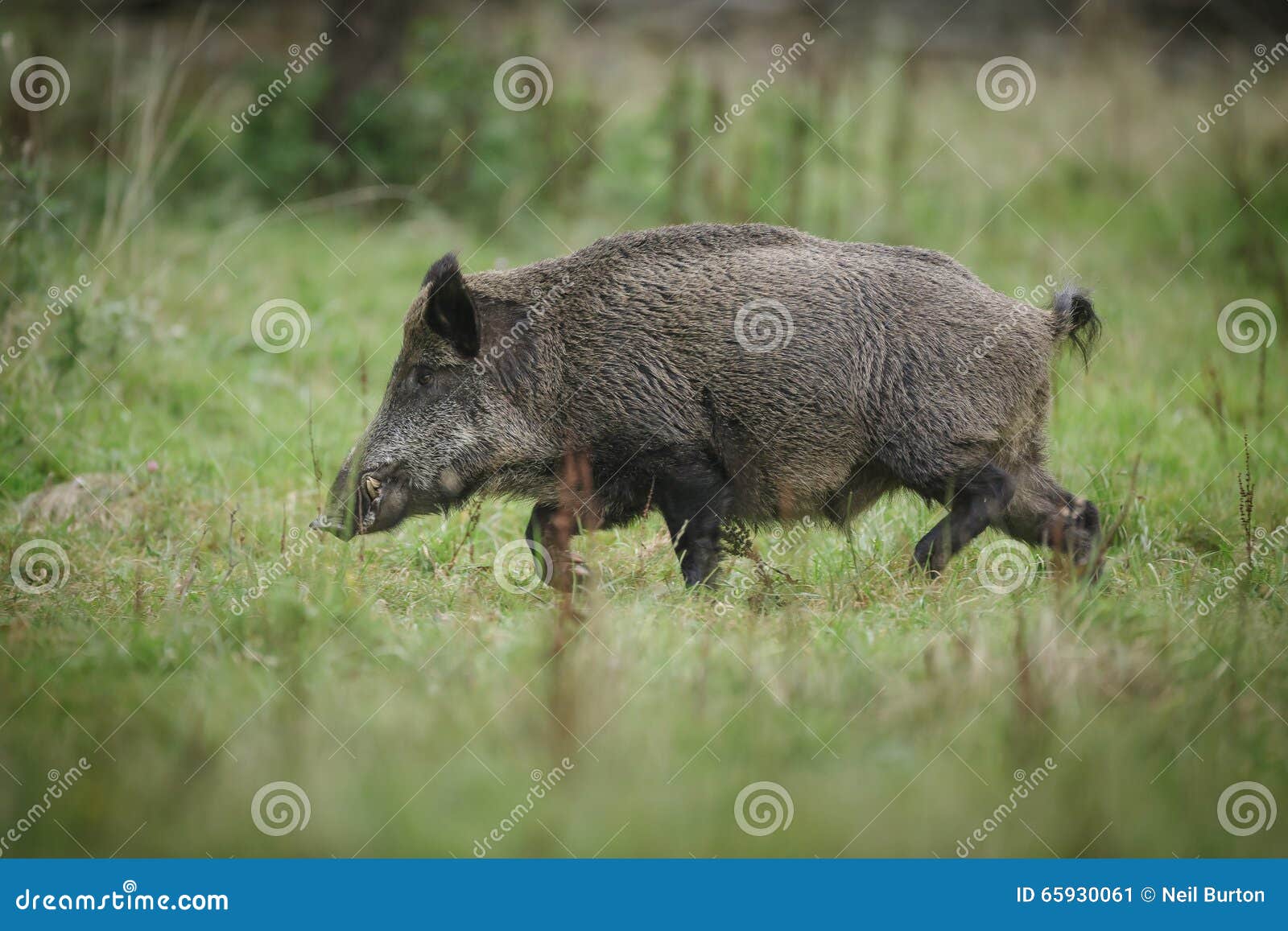 Wild boar running stock image. Image of forest, bavaria - 65930061