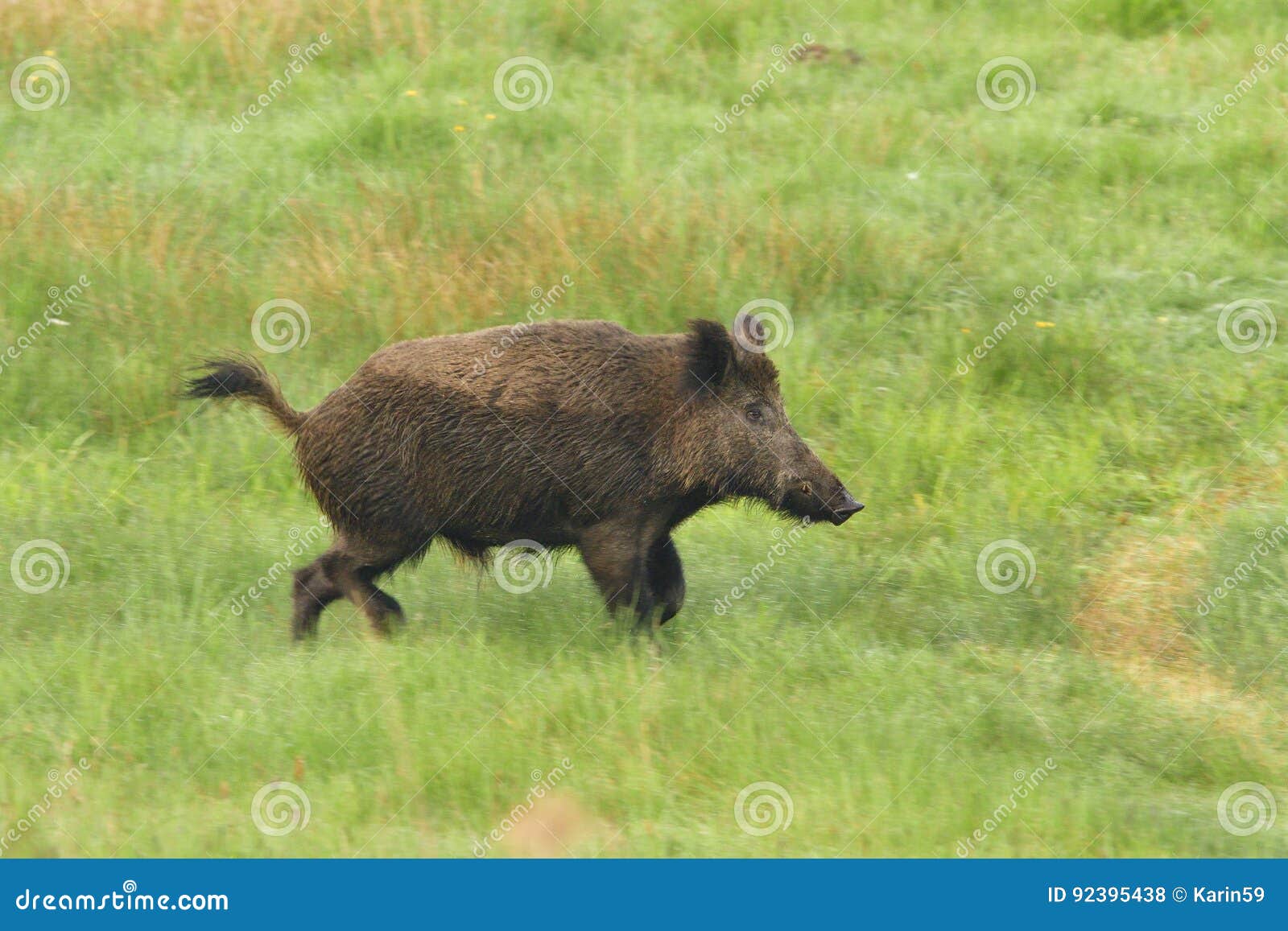 Wild boar running stock photo. Image of portrait, wildlife - 92395438