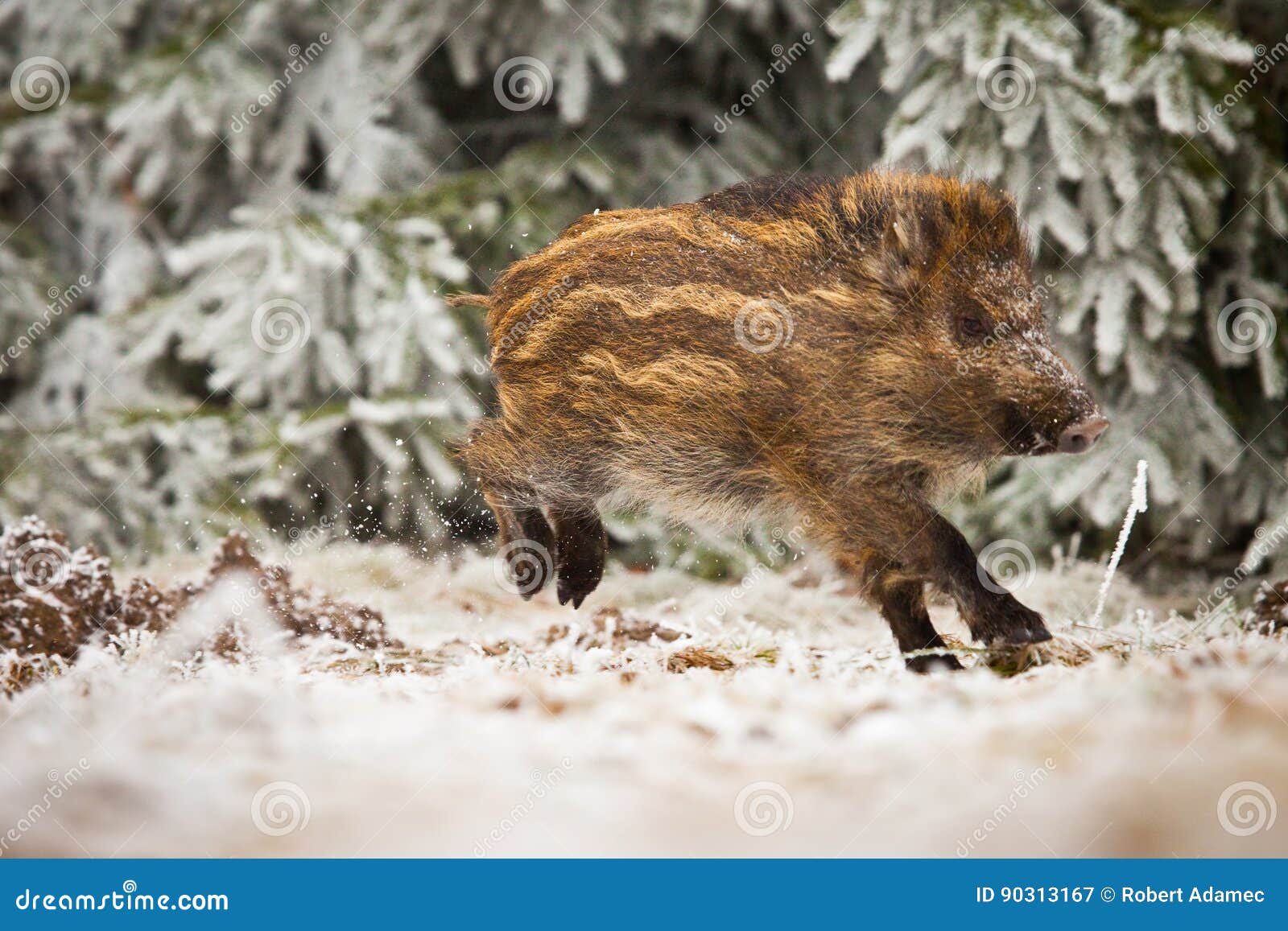 Wild Boar stock image. Image of snow, brown, background - 90313167