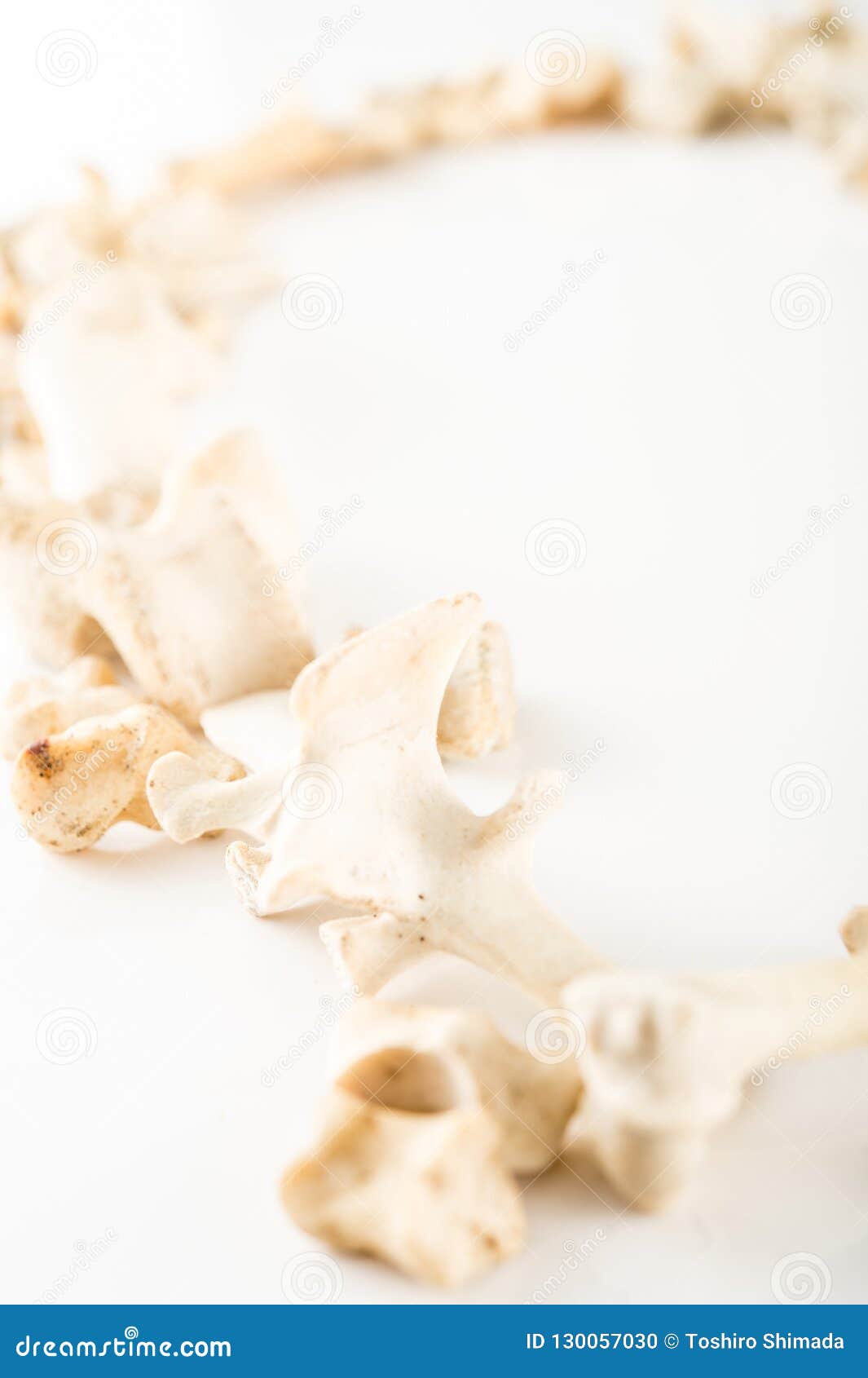 Wild boar`s bones stock photo. Image of curve, nature - 130057030