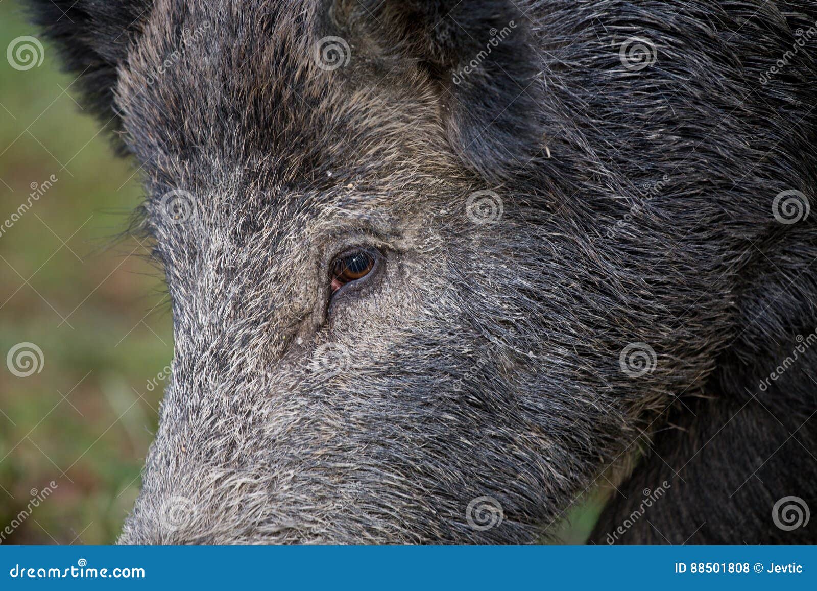 Wild boar`s eye stock photo. Image of habitat, swine - 88501808