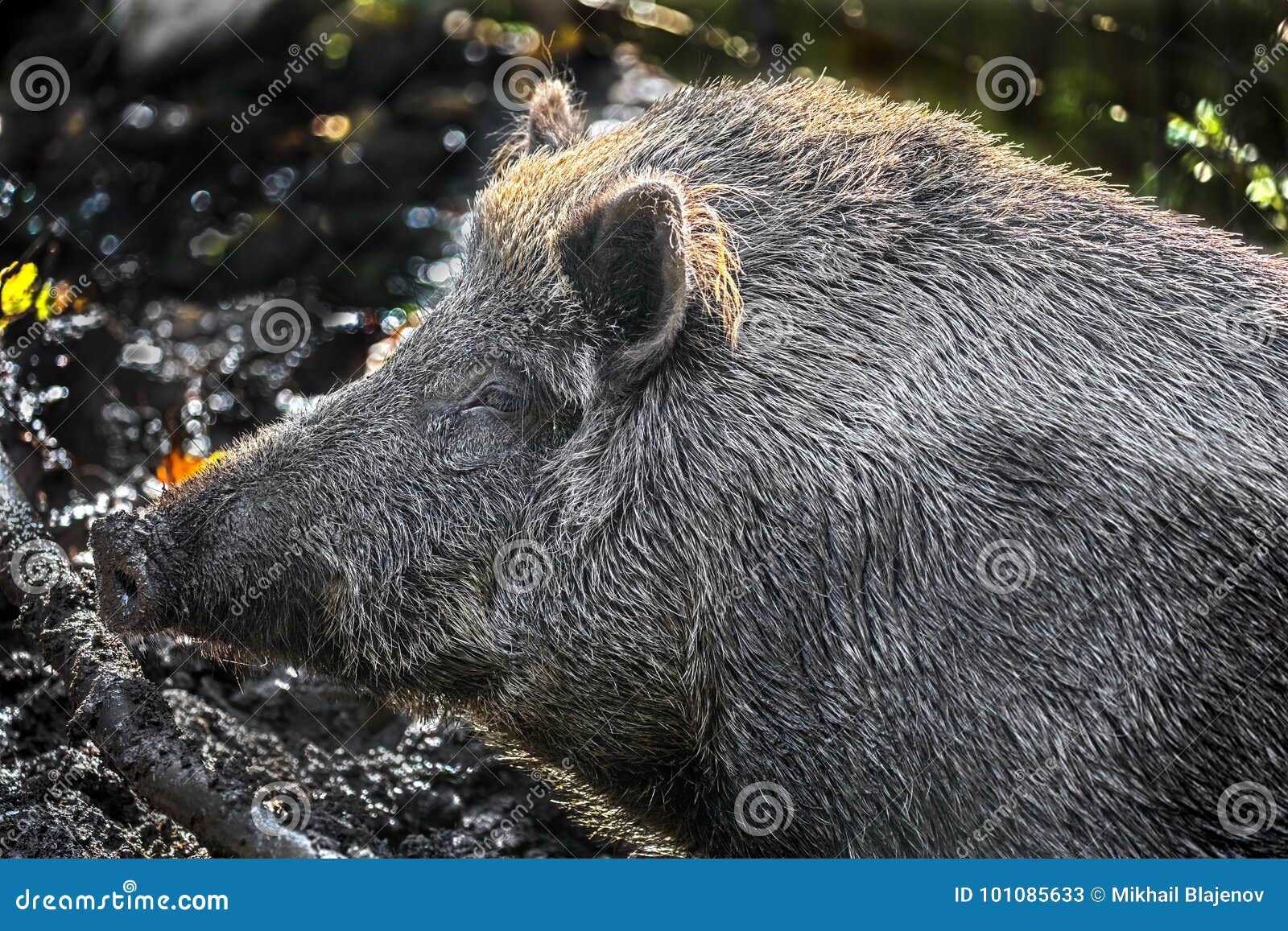 Wild boar`s head 1 stock image. Image of hoof, bacon - 101085633