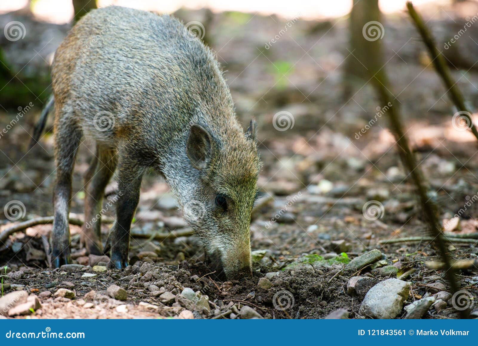 Wild Boar Search for Food in Forest Stock Image - Image of snout ...