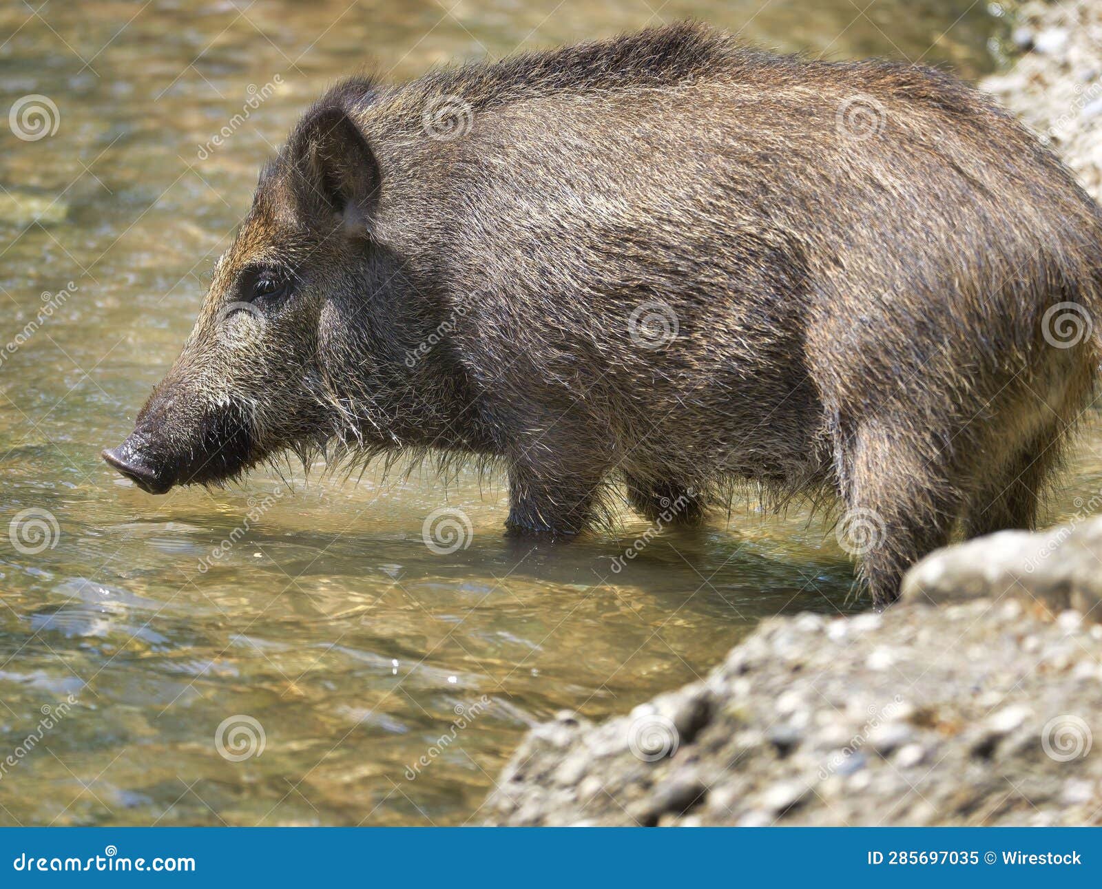 Wild Boar is Seen Wading through a River Surrounded by Natural Rock ...