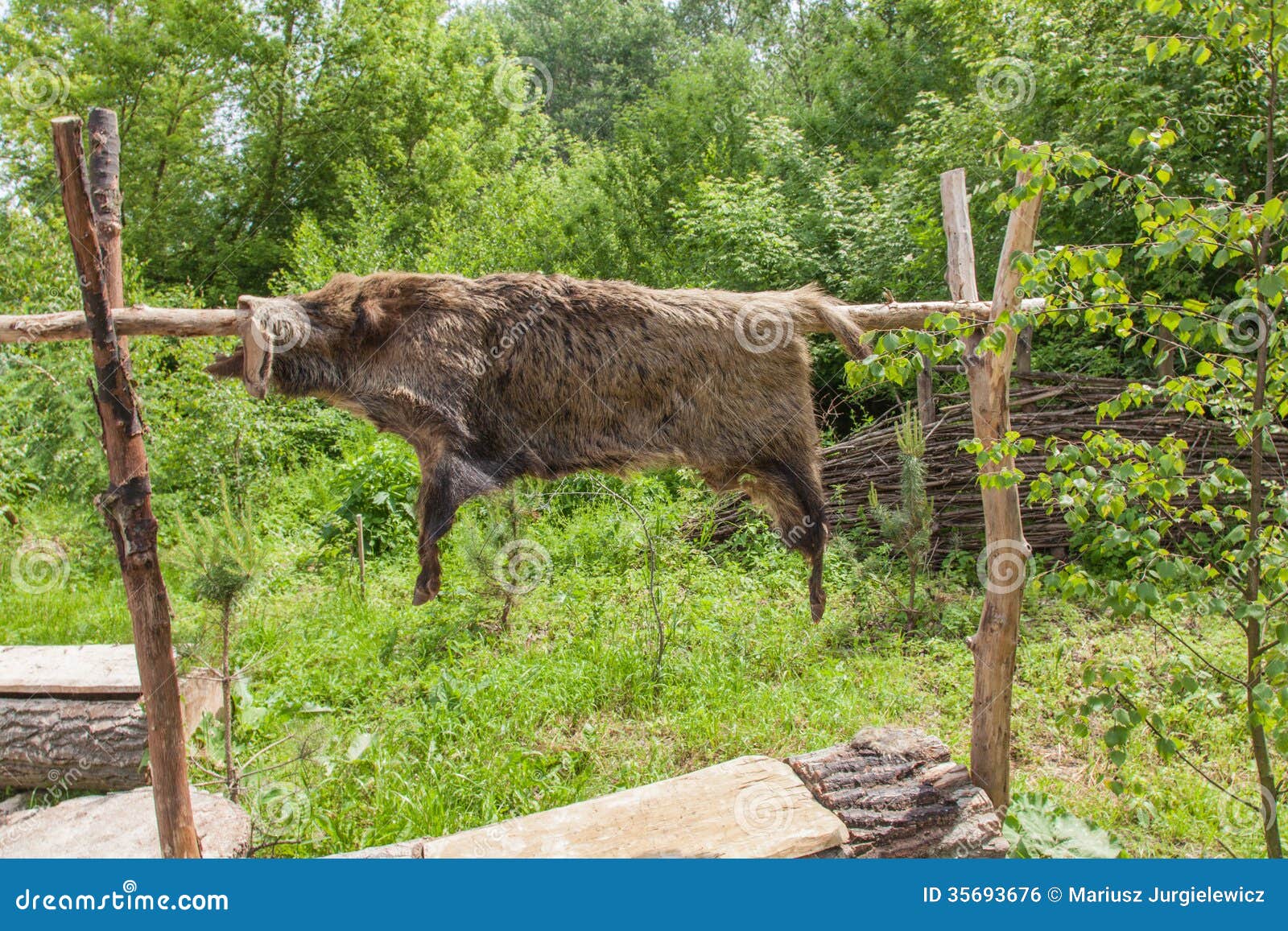 Wild Boar Skin stock photo. Image of material, pattern - 35693676