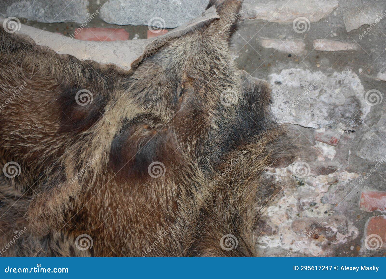 Wild Boar Skin on a Stone Wall. Hunting Trophy Stock Image - Image of ...