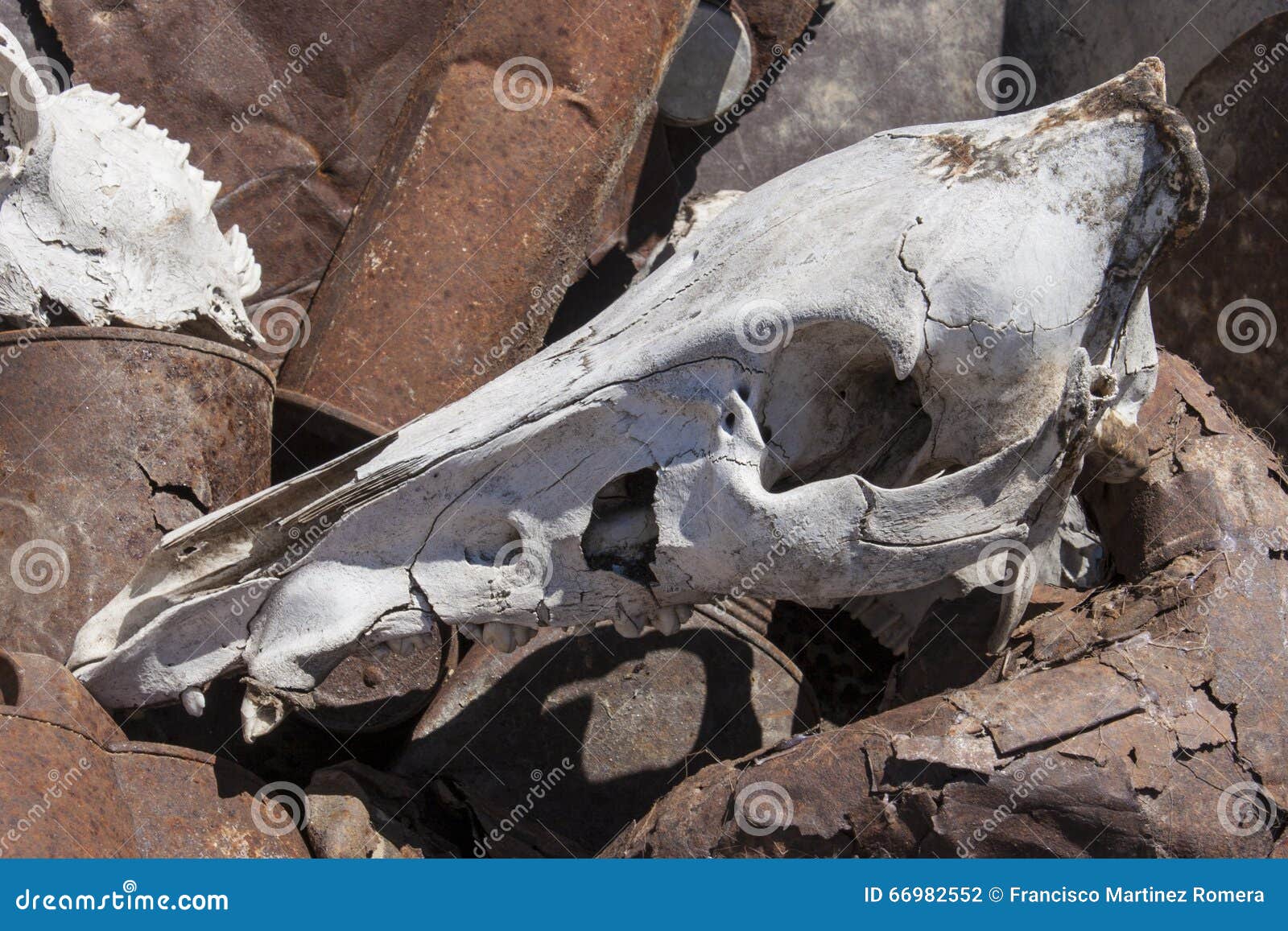 Wild boar skull stock photo. Image of wild, boar, objects - 66982552