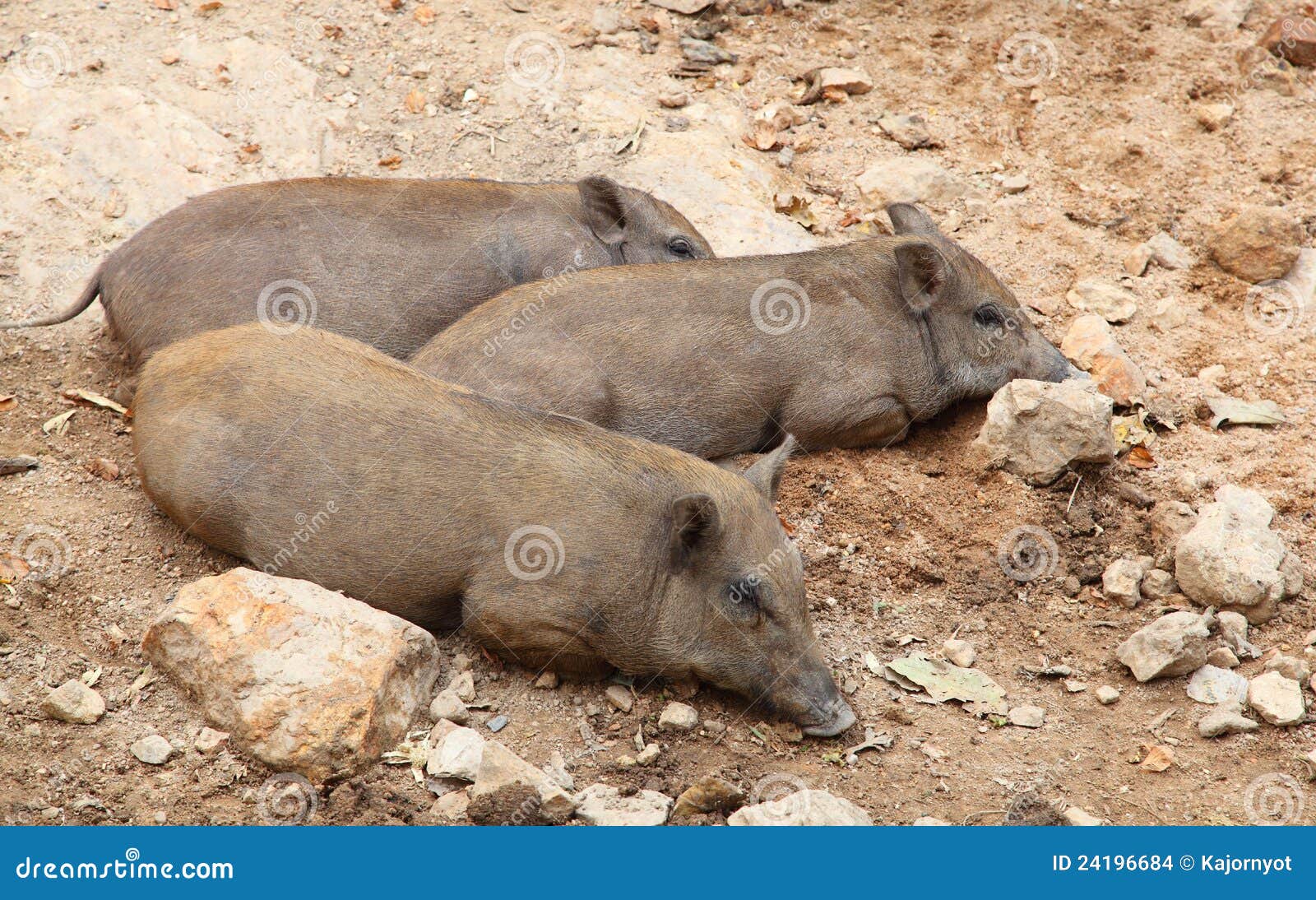Wild boar sleep stock photo. Image of outside, danger - 24196684
