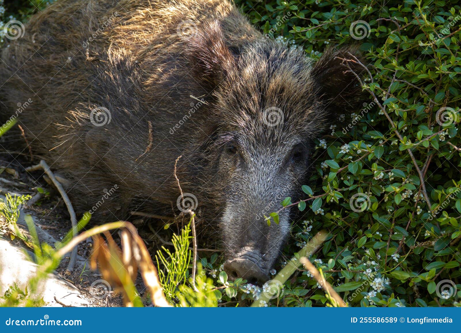 Wild boar, swine or pig. stock image. Image of environment - 255586589