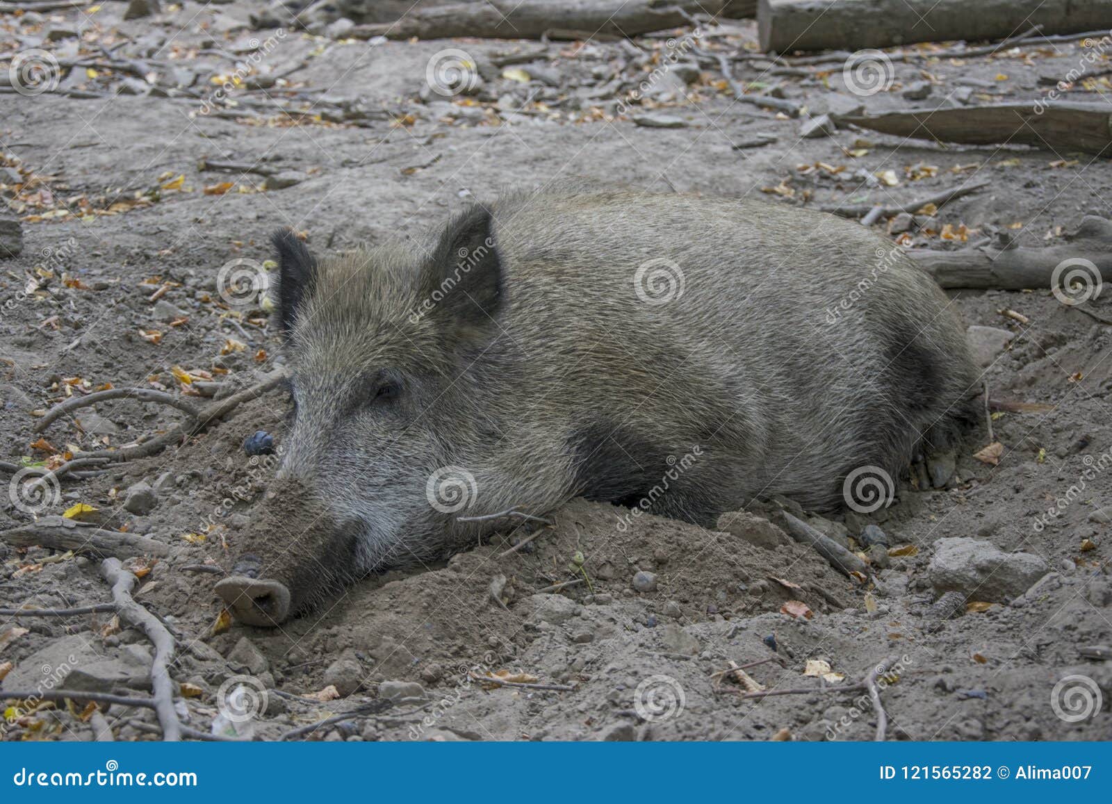 Wild Boar Sleeping on Ground Stock Photo - Image of light, forest ...
