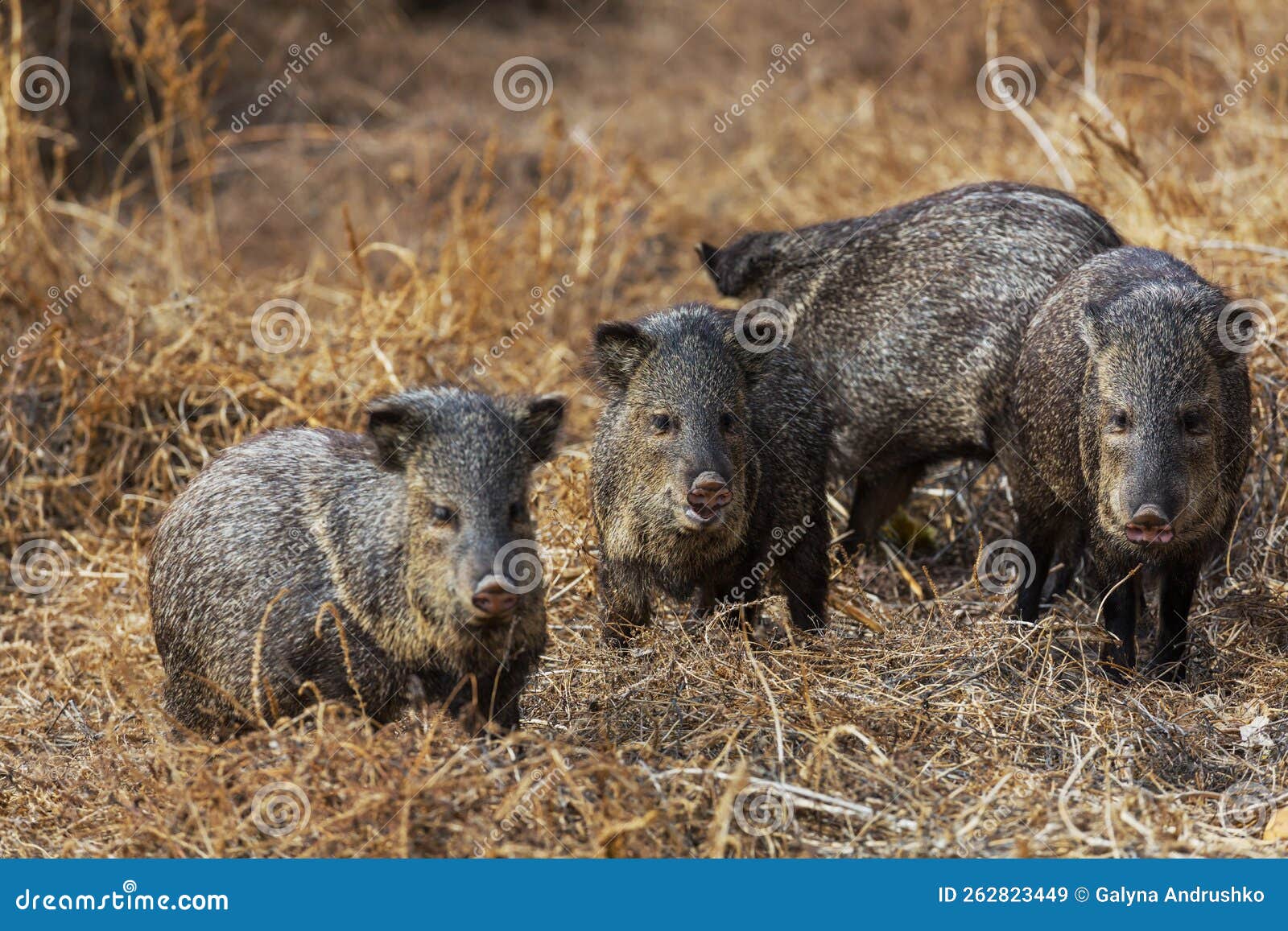 Wild boar stock image. Image of grass, wildhog, creature - 262823449