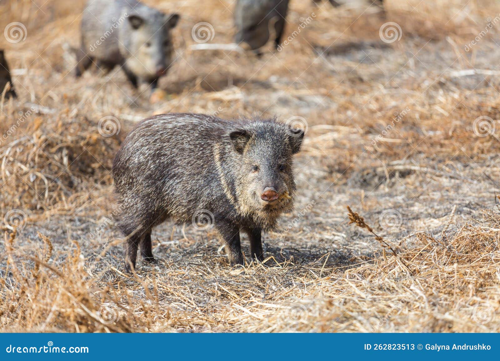 Wild boar stock image. Image of fear, portrait, frosty - 262823513