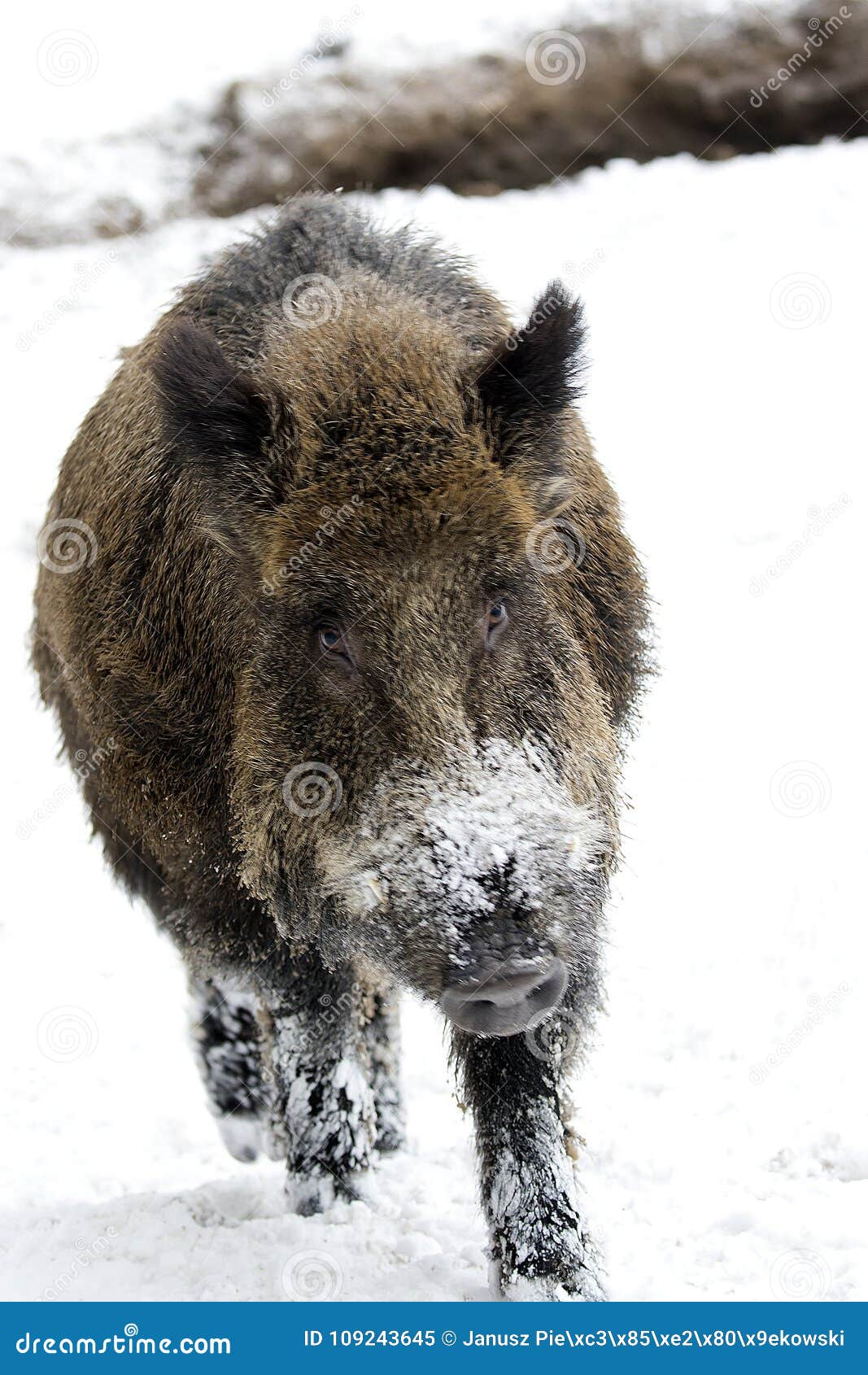 Wild boar in the snow stock image. Image of dangerous - 109243645
