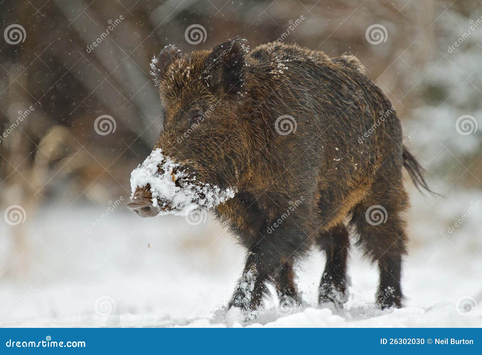 Wild boar in snow stock photo. Image of boar, winter - 26302030